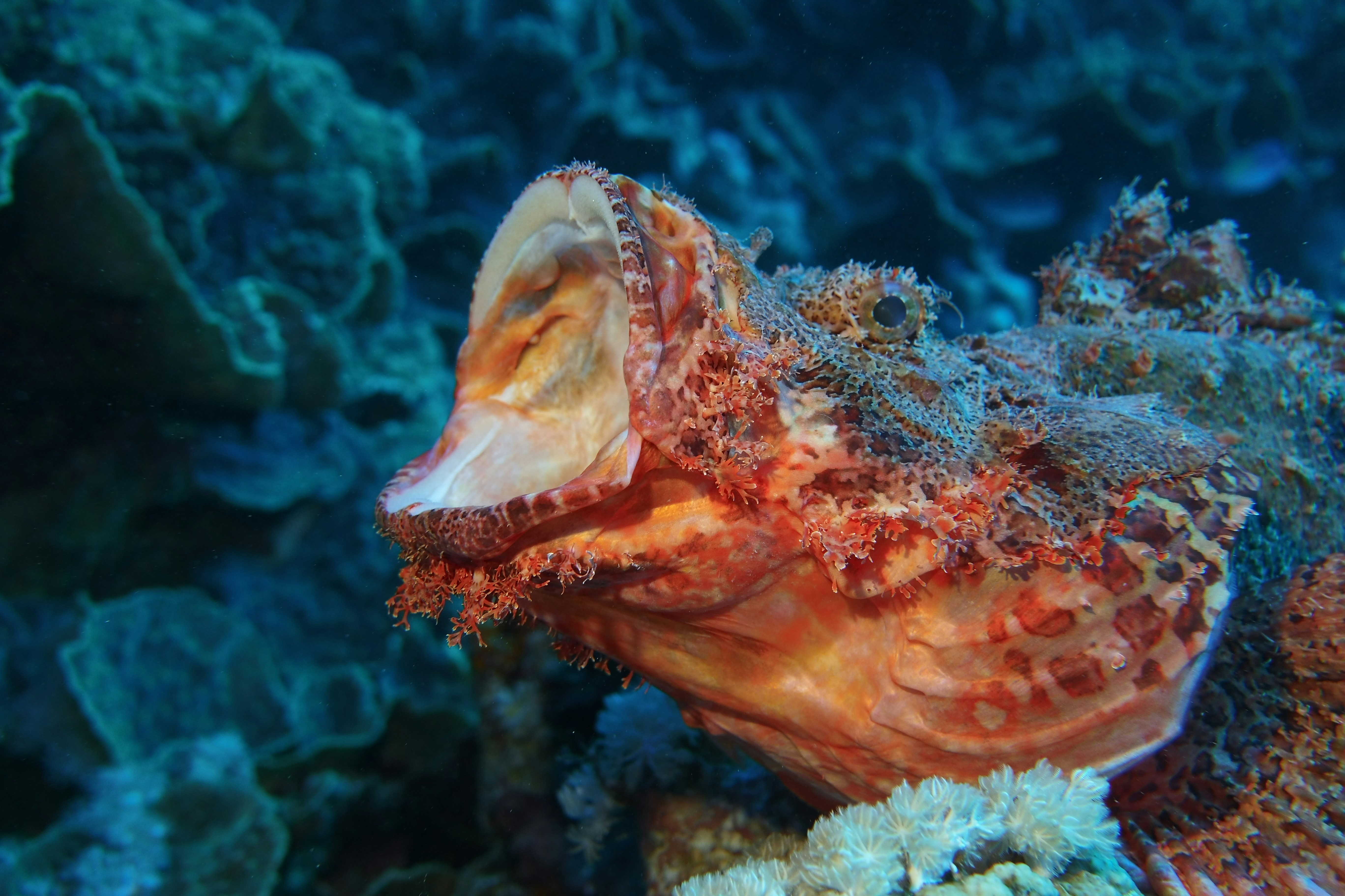 Jaw-dropping Gaping Detail: A Moray Lip in Open Bloom