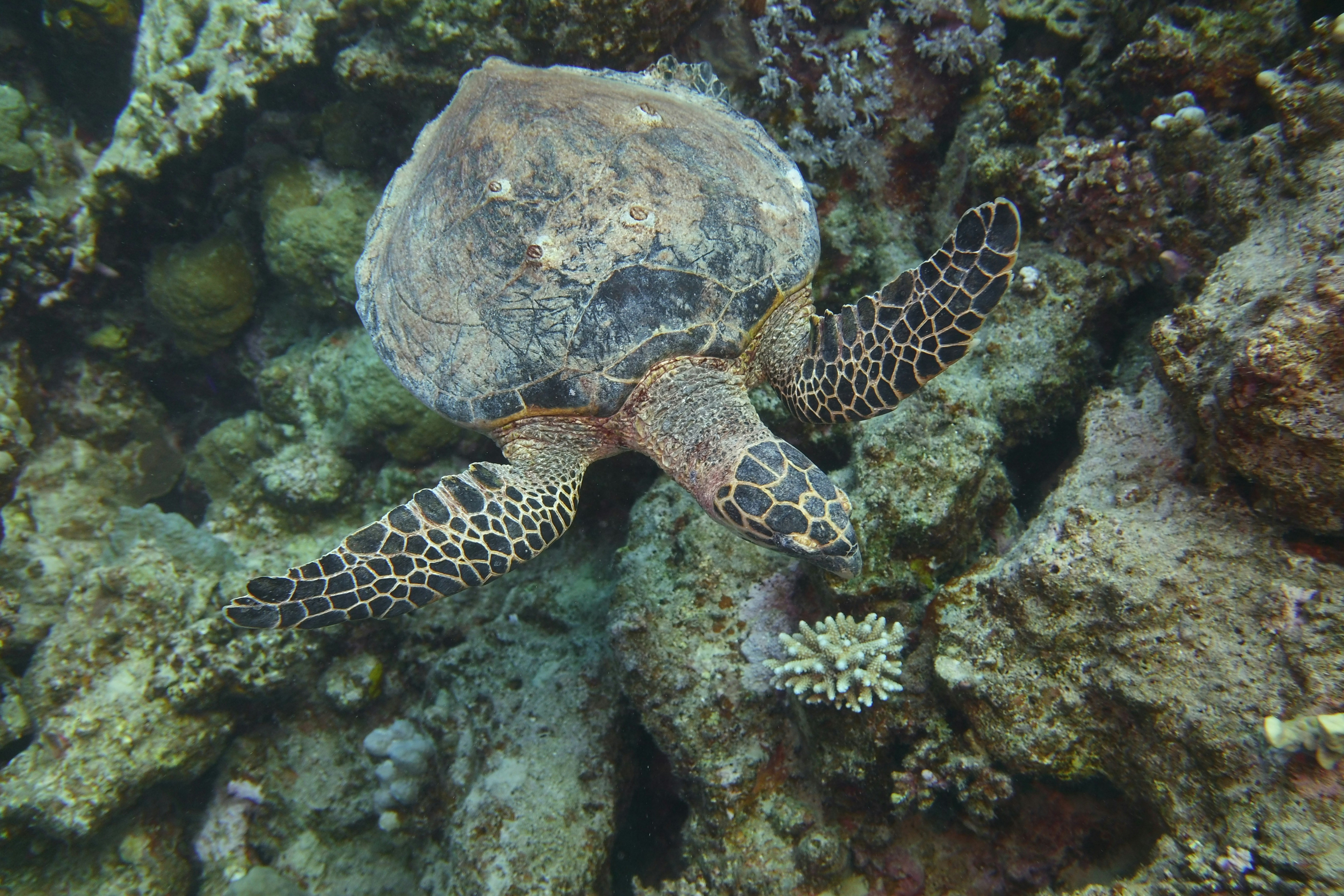 Underwater Odyssey: Olive Ridley Gliding Over a Coral Mosaic