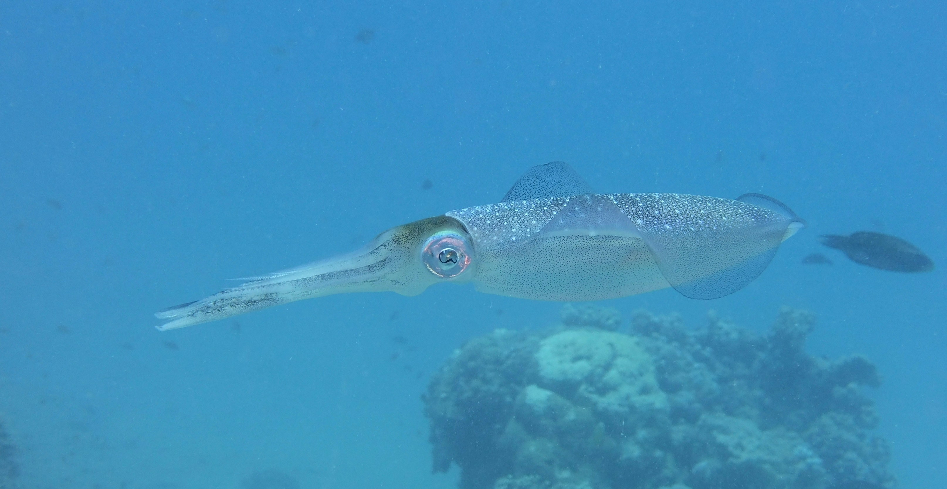 Gliding Razor: A Caribbean Squid Beneath Blue Currents