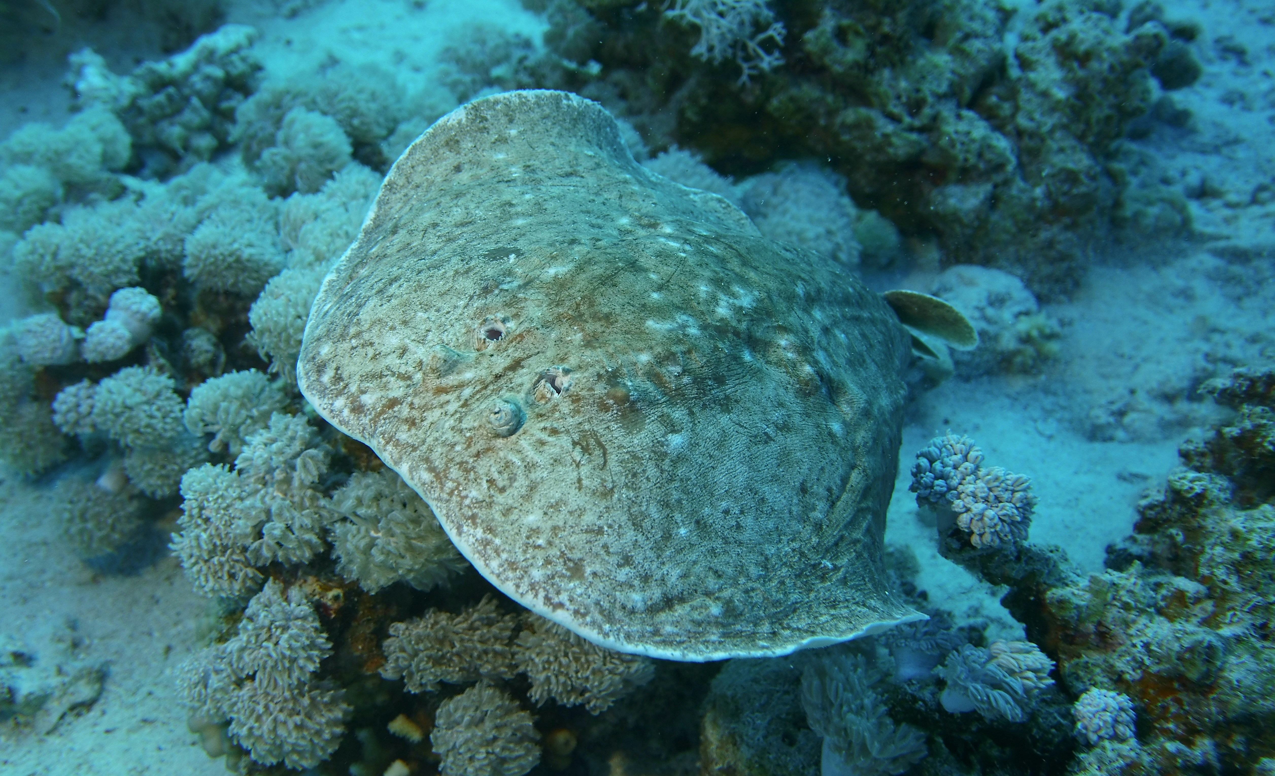 Veiled Giant of the Reef: A Stingray Gliding Among Coral Banks