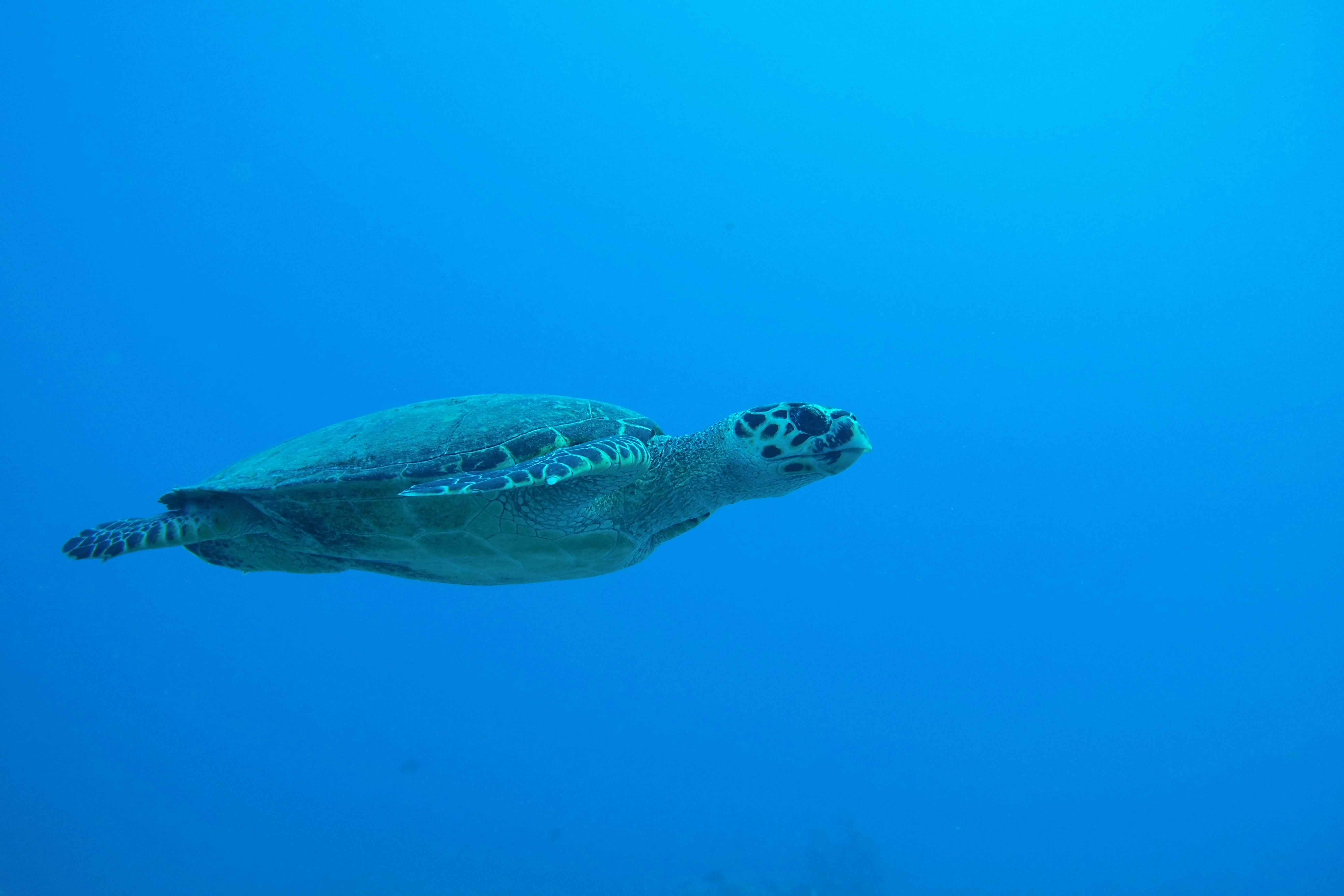 Gliding Green Back: A lone sea turtle traces a serene path through blue depths