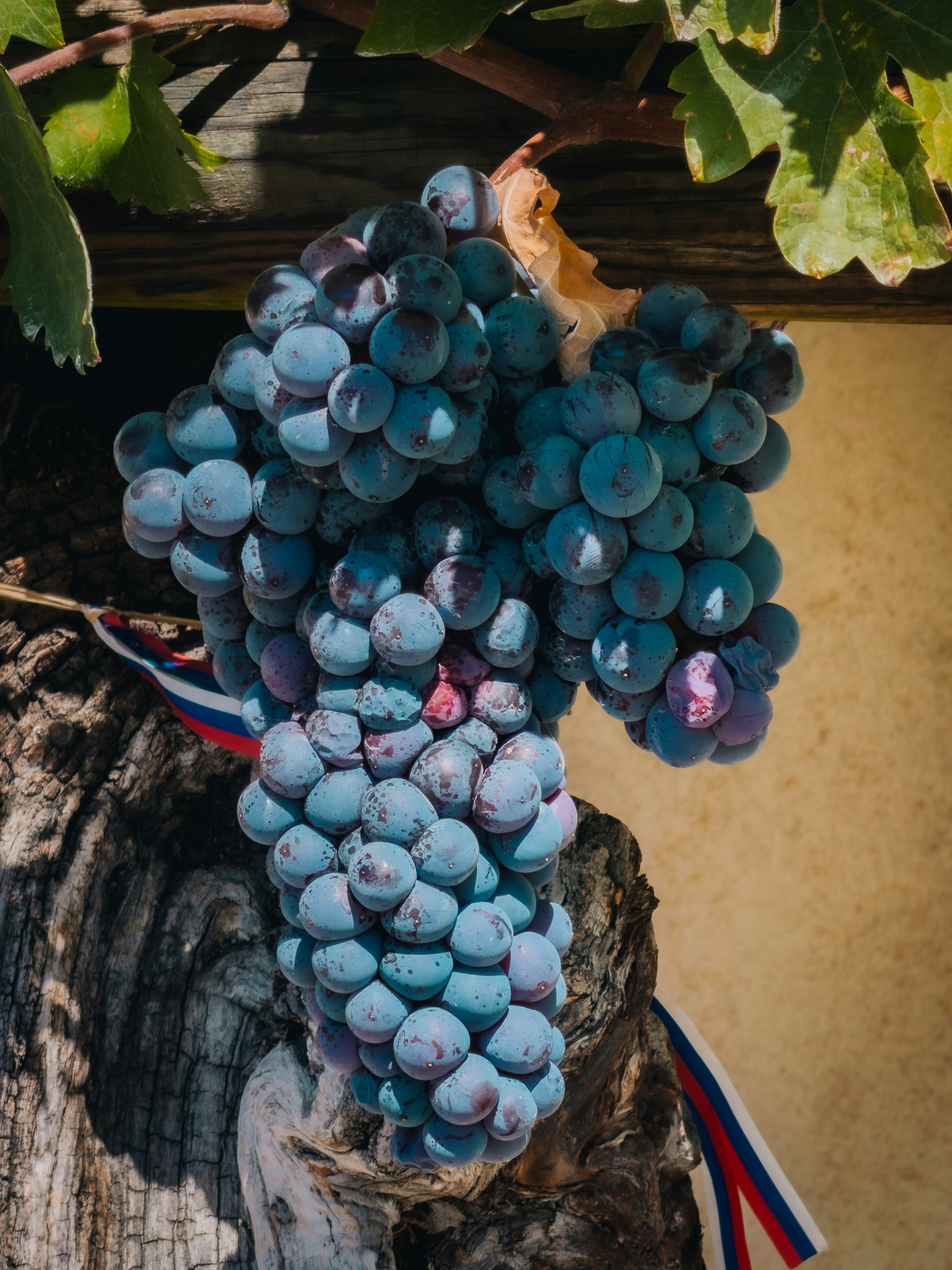 Blue-Green Grapes Draped Over Weathered Wood