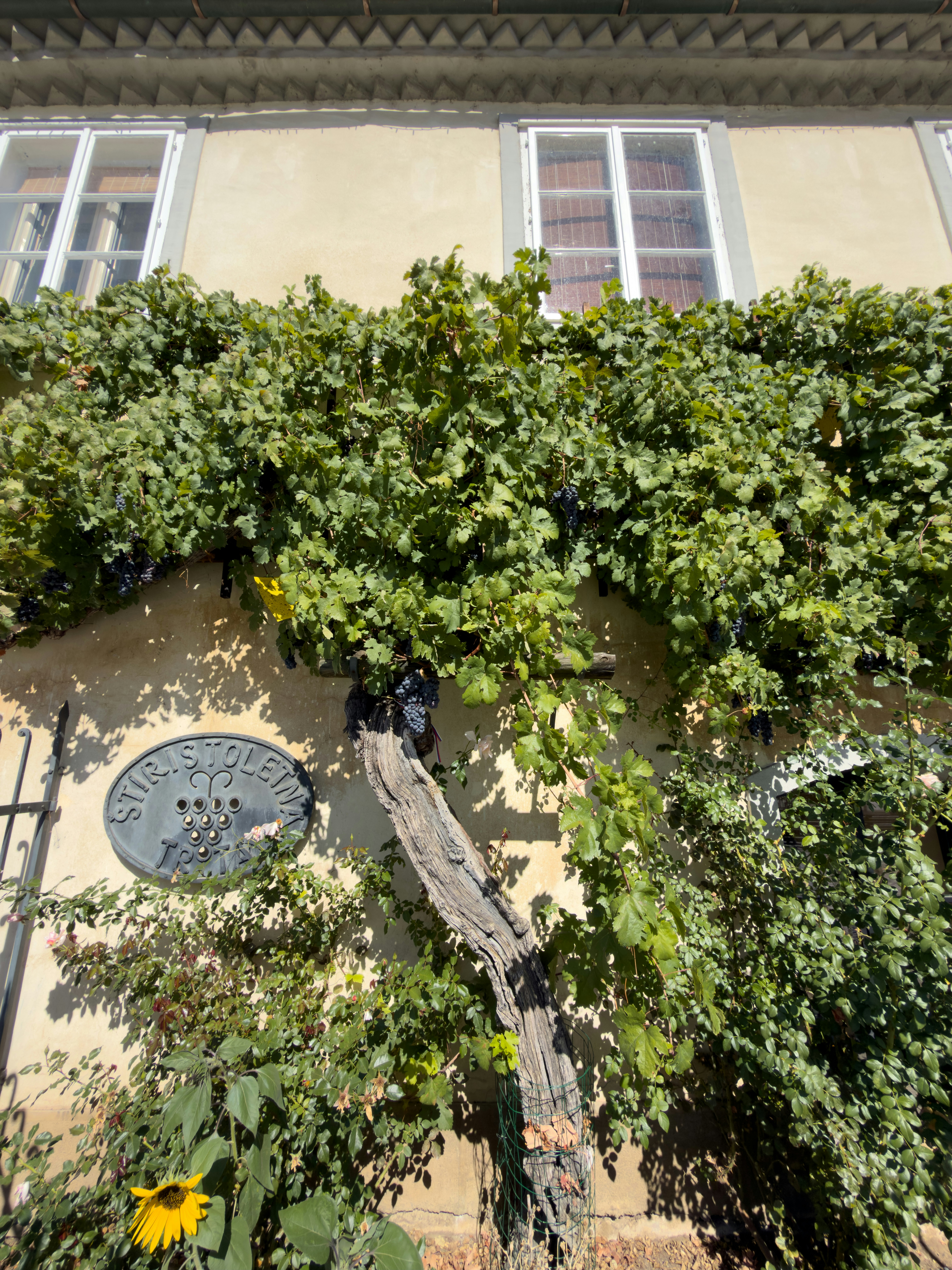 Wilted Grape Vines Cling to a Sunlit Terrace Wall