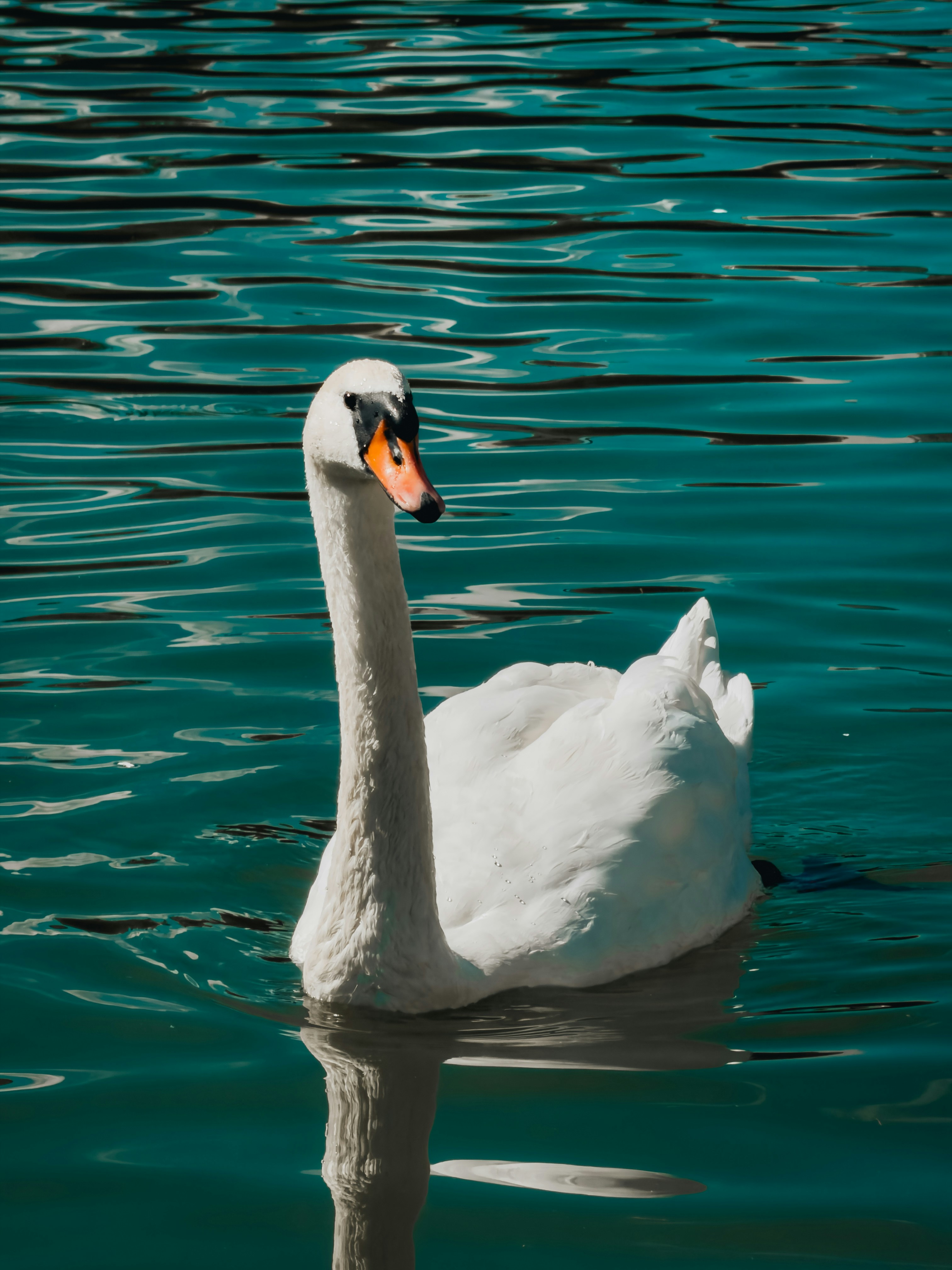 White swan swimming across calm turquoise water, surrounded by reflections and peaceful natural scenery.
