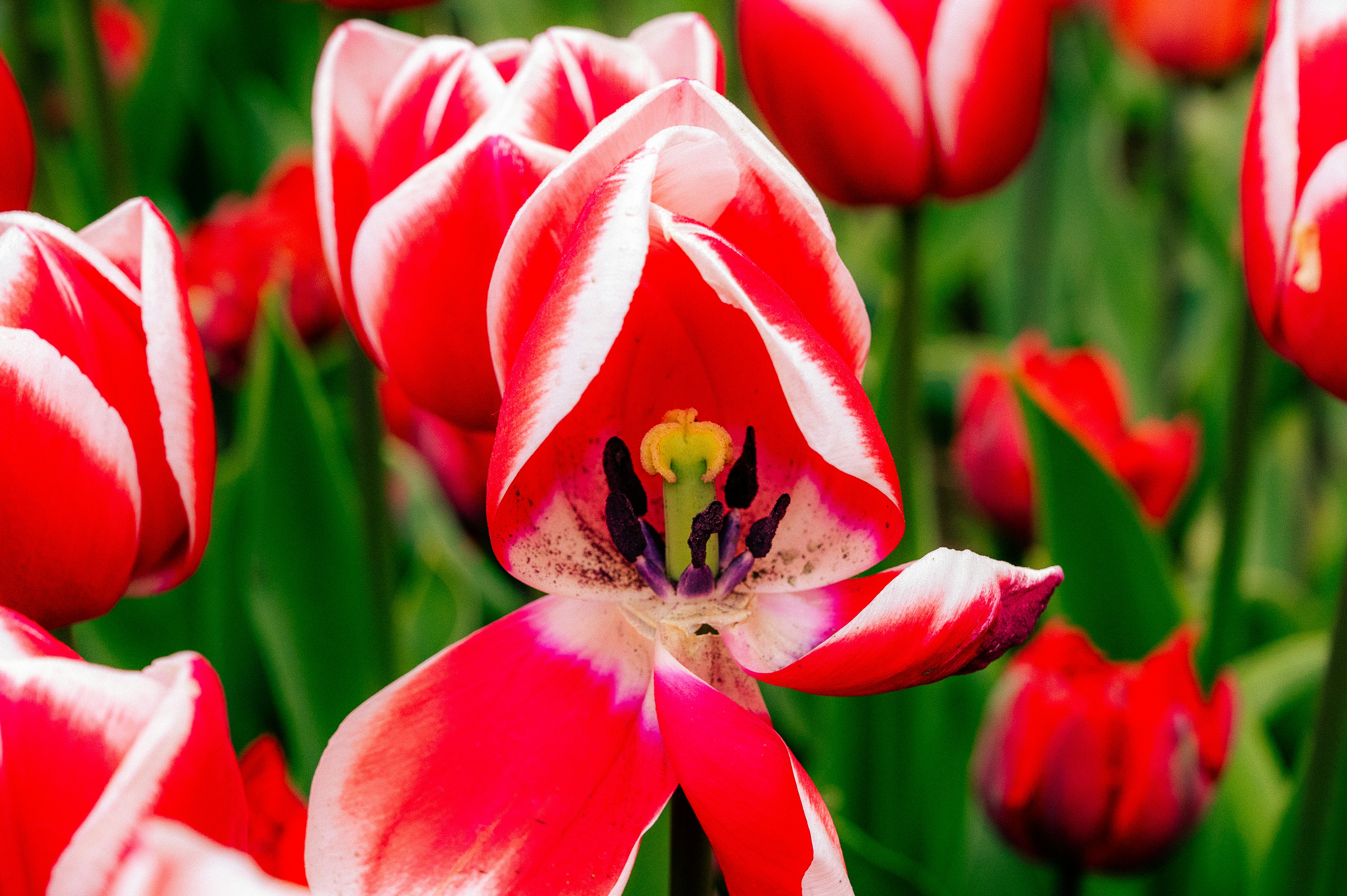Central Tulip Bloom: Red-White Petals Framing a Dark Anther Core