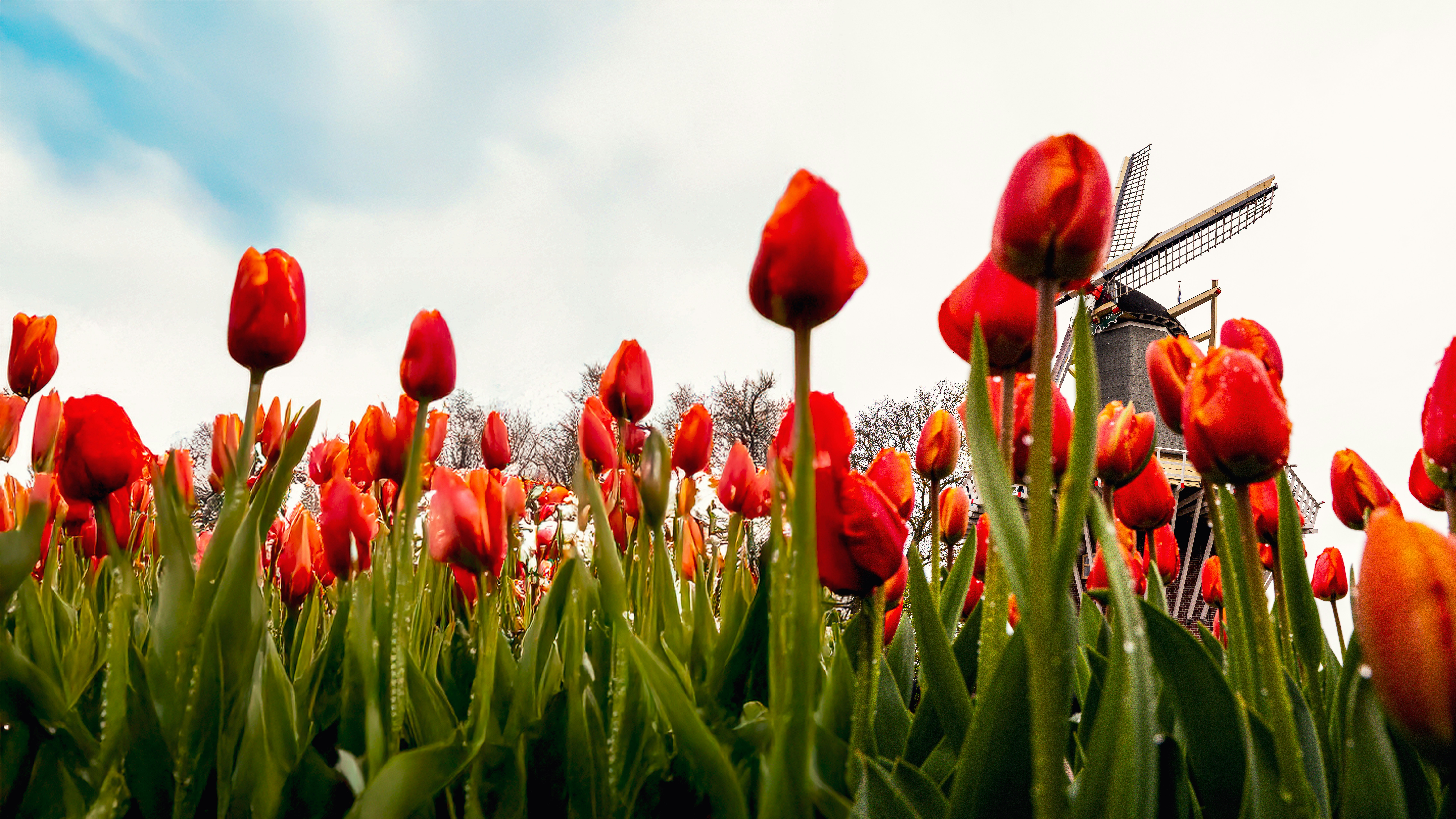 Tulip Sea Under Sky with a Distant Windmill