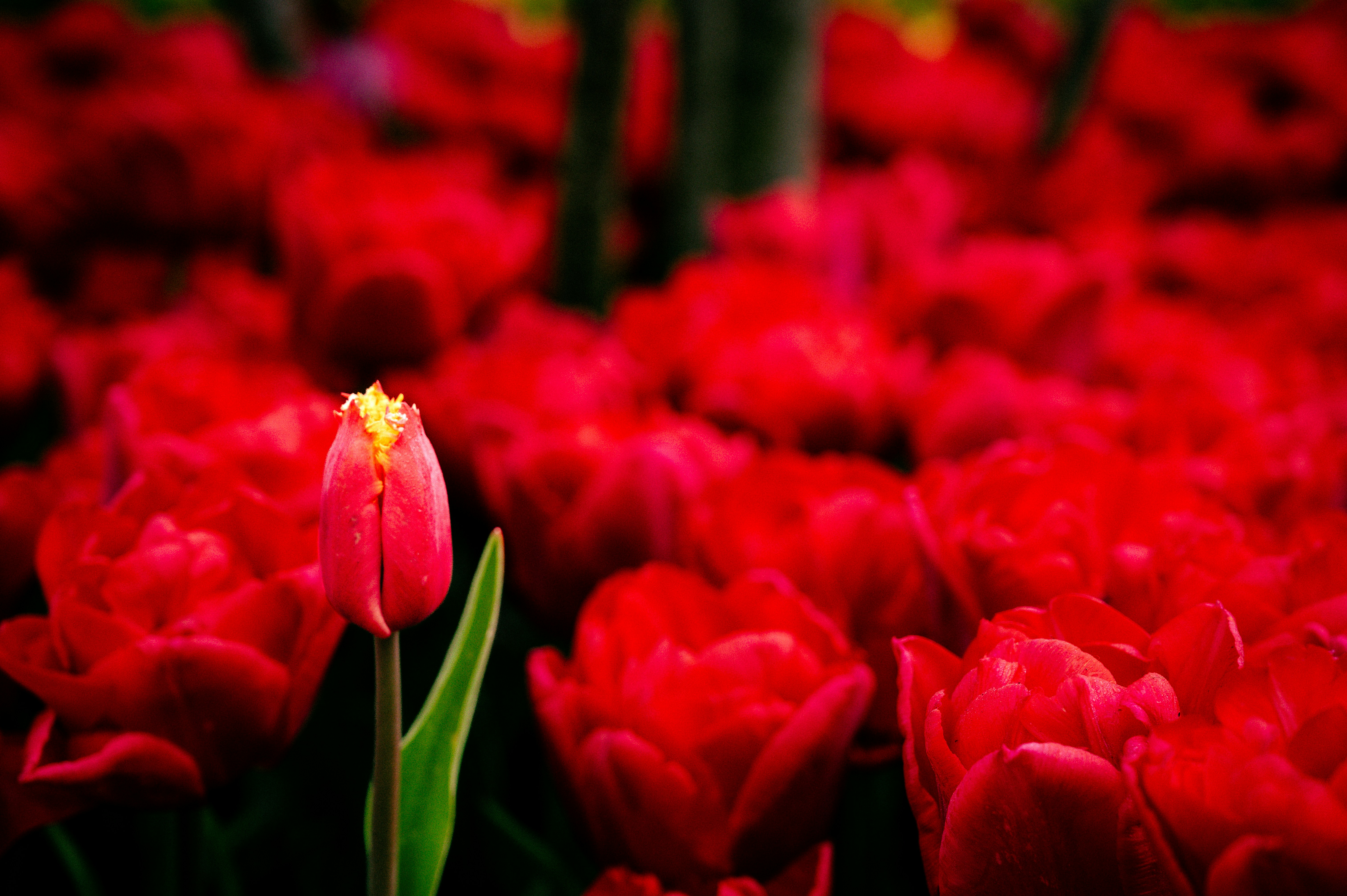 A Lone Tulip Among a Sea of Crimson Blooms