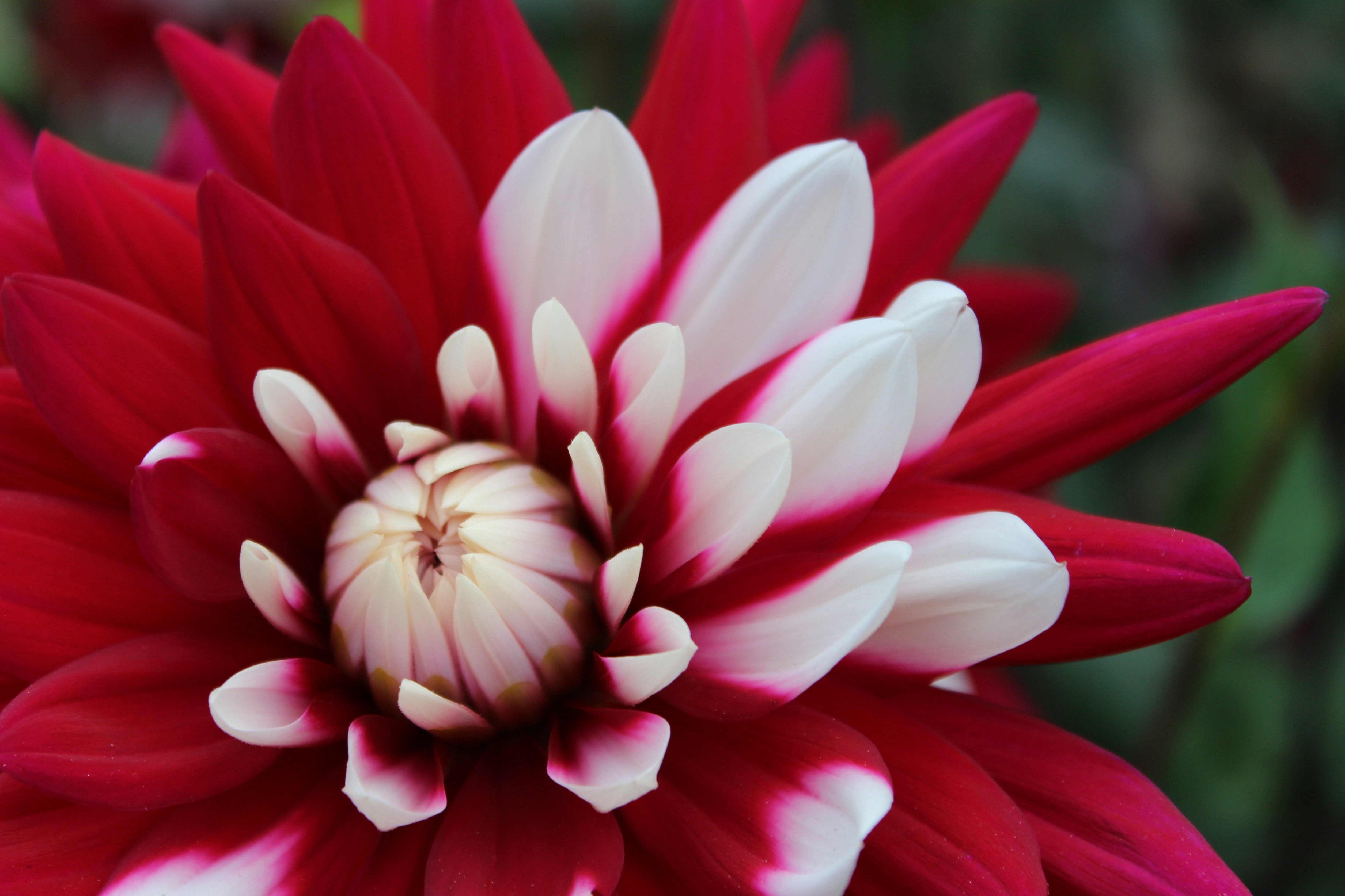 Chromatic Bloom: Crimson Petals Framing a Pale Center