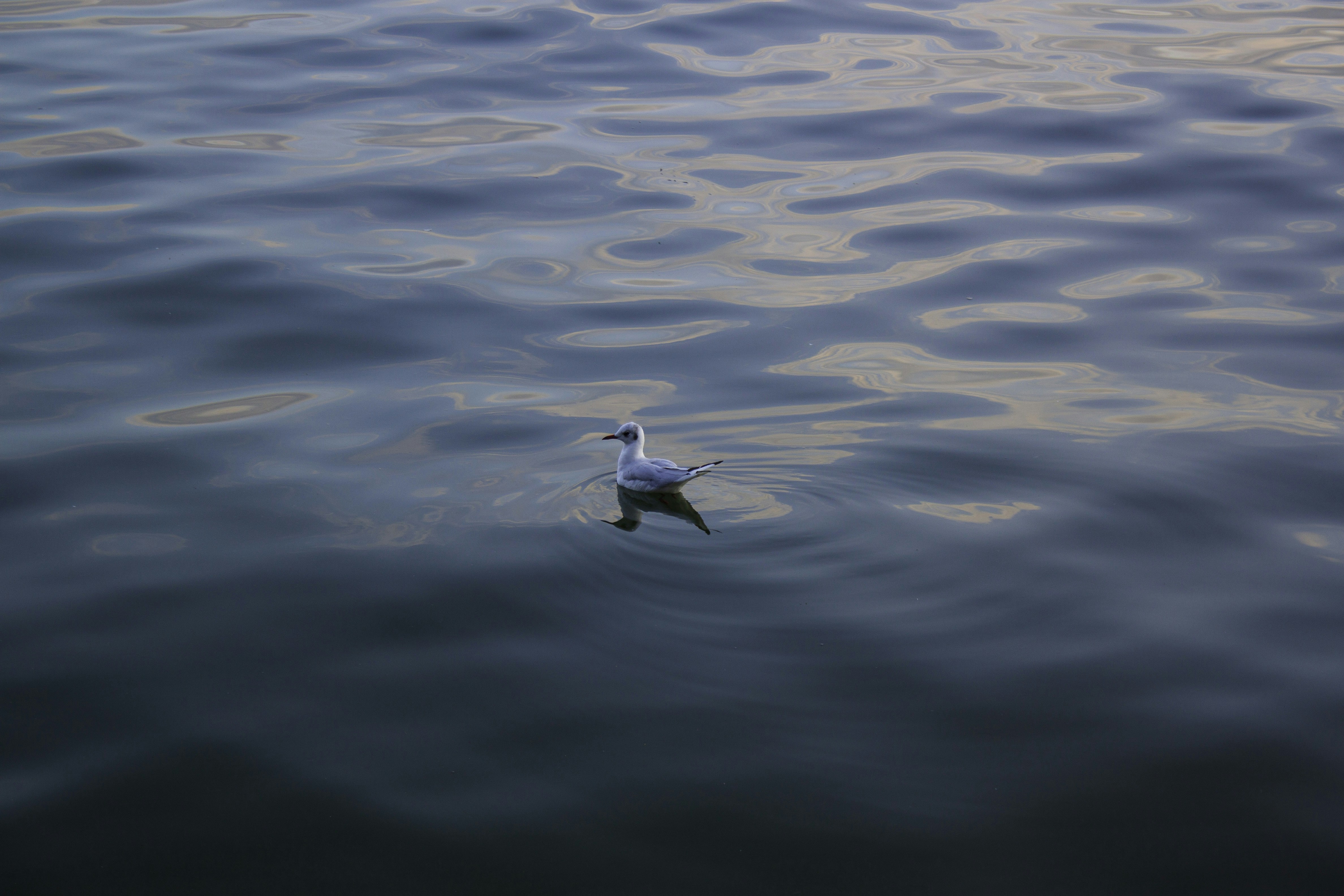 Lonely Gull Skimming The Evening Wake