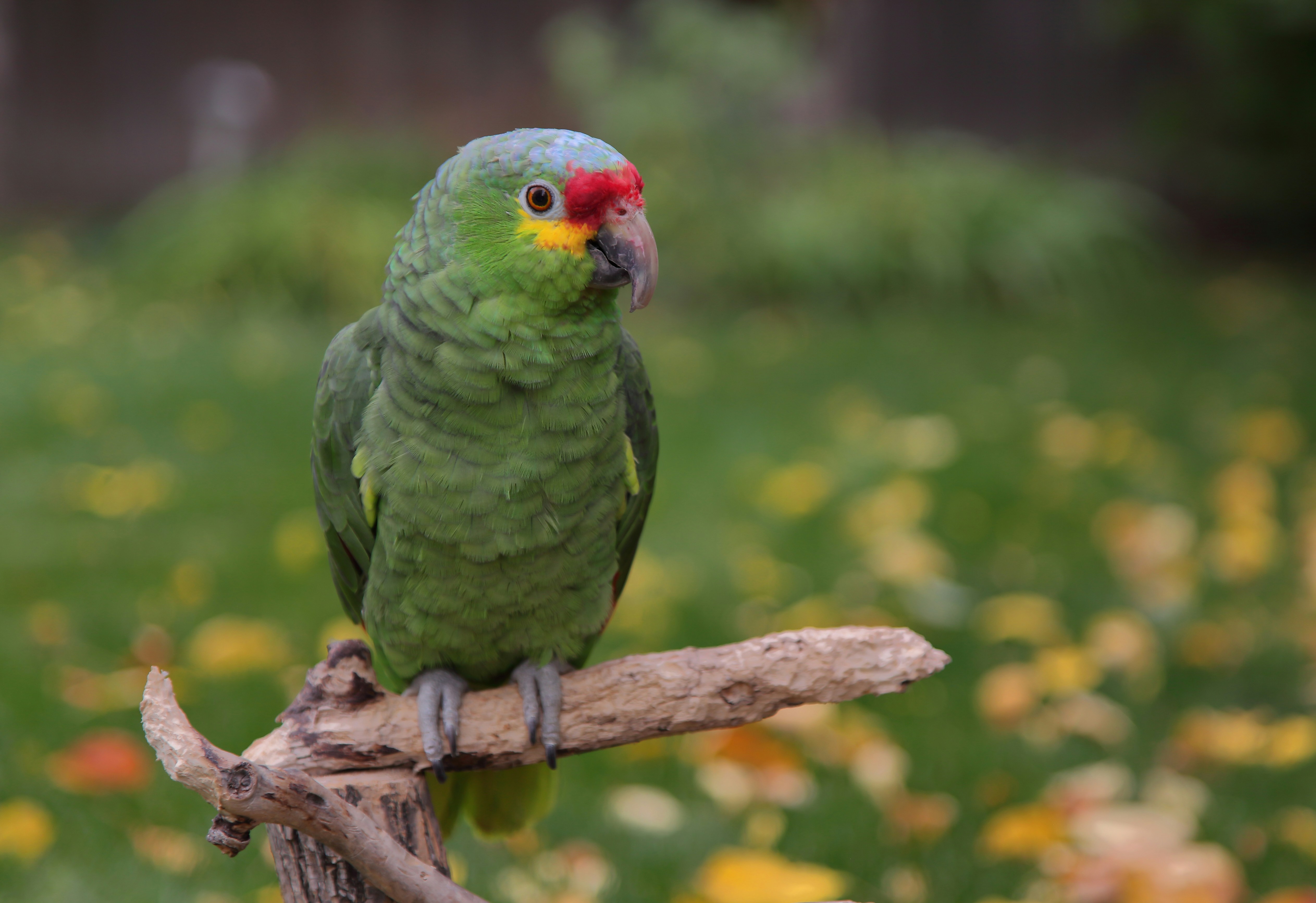 Emerald Parrot at Rest on Weathered Drift