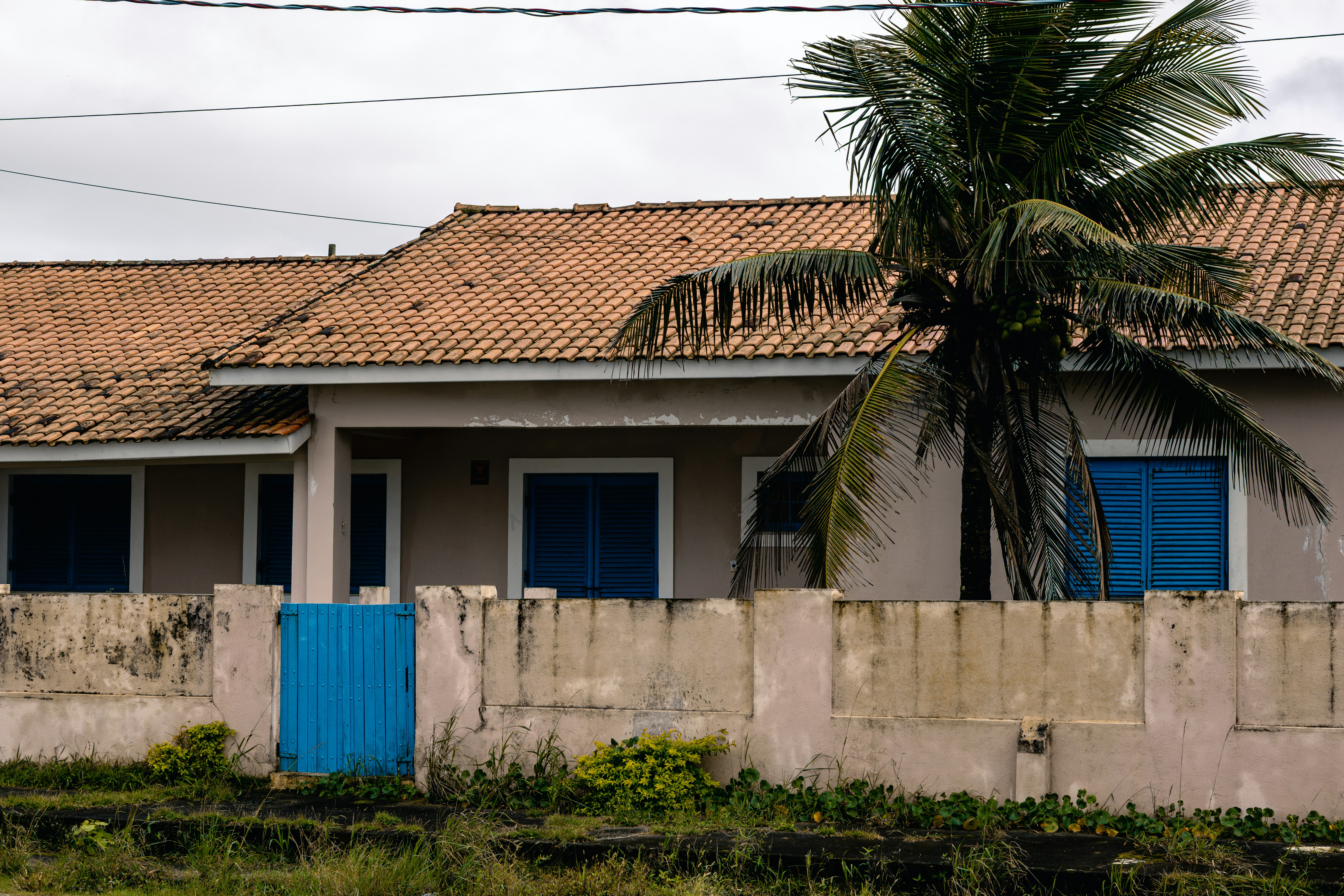 Blue Door Beneath a Cradling Palm