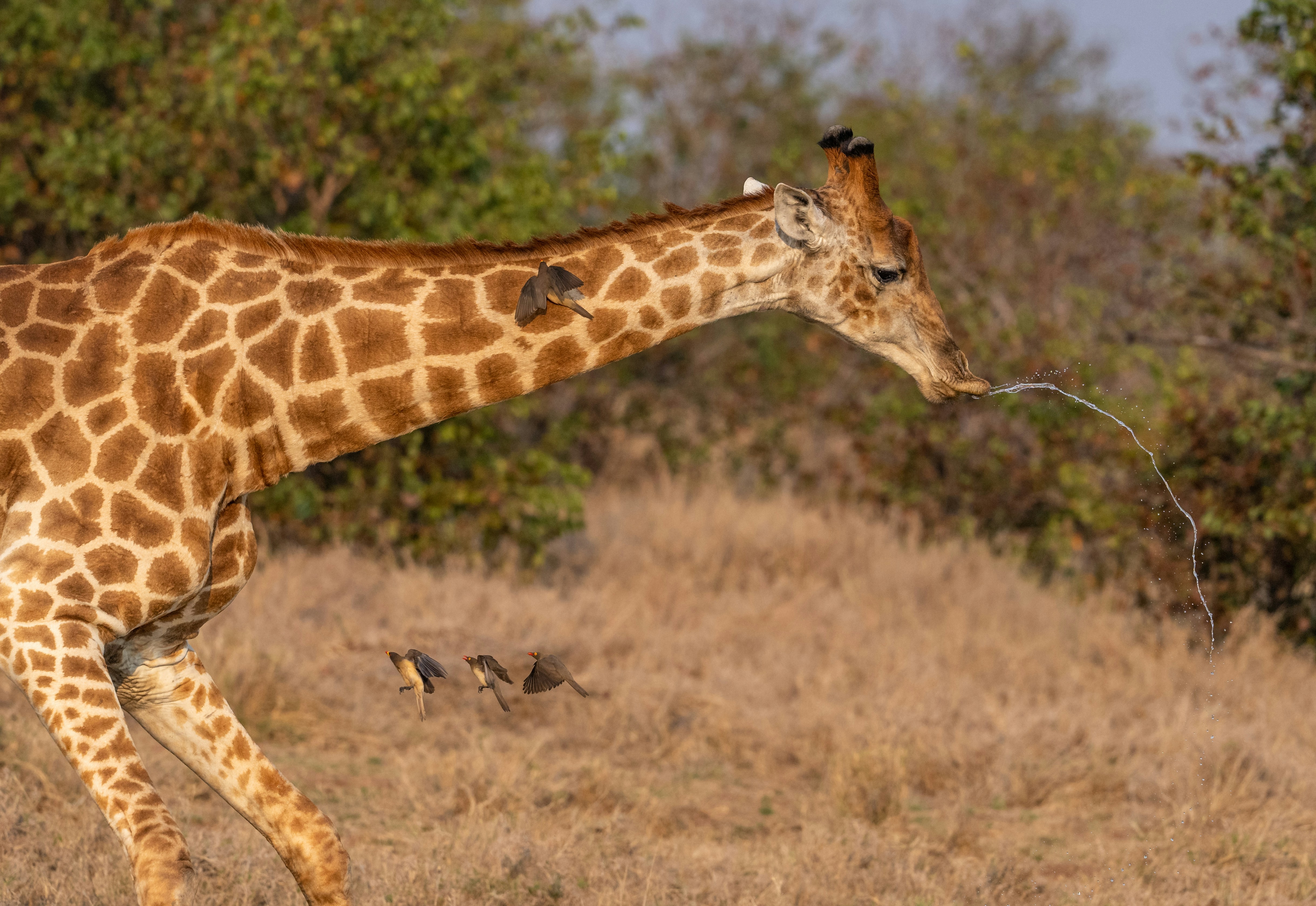 Giraffe in Mid-Stride: Dusty Plains and a Tethered Snack