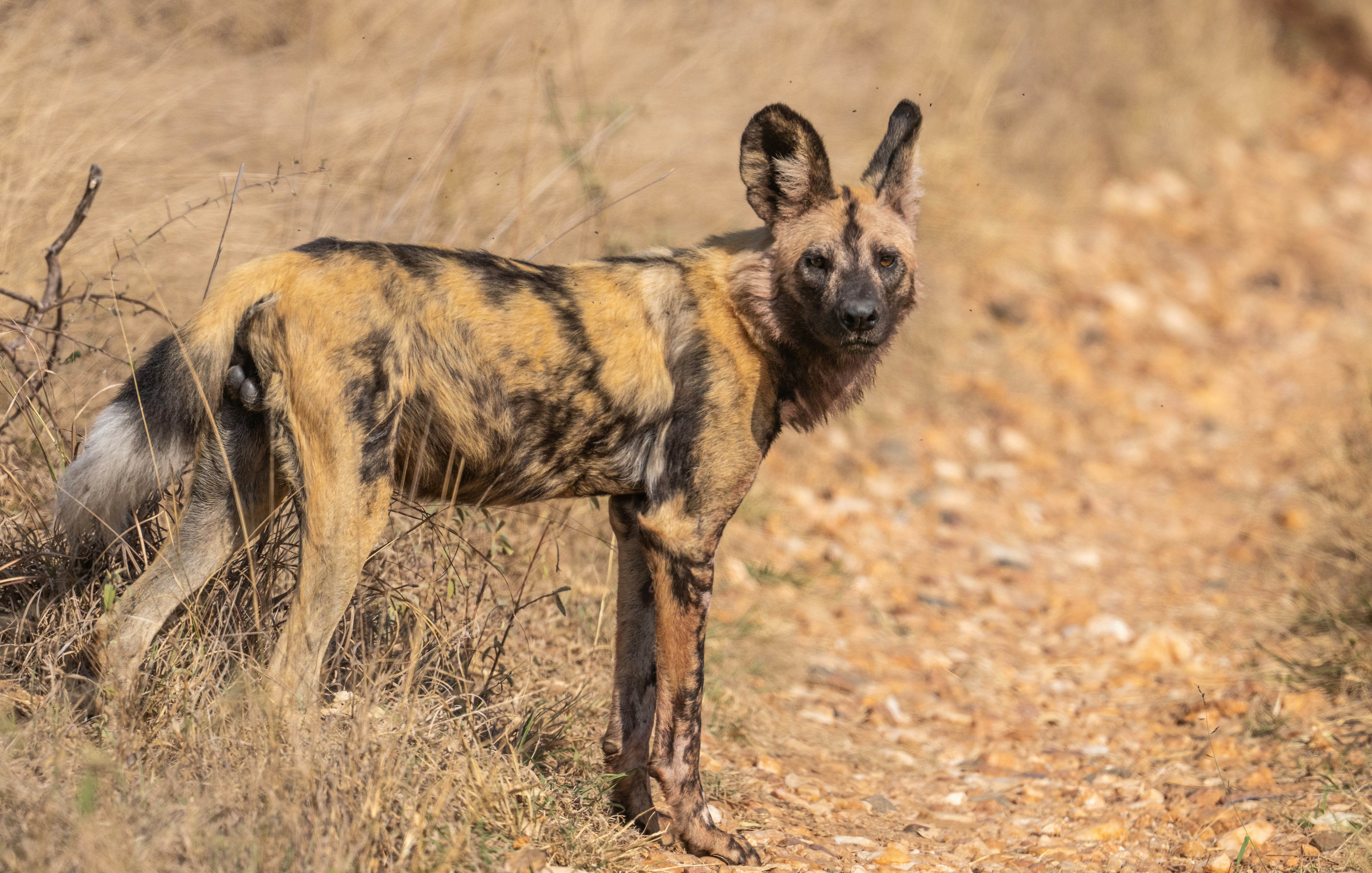 Interloper in the Savannah: A Painted-Fur Fox Scout