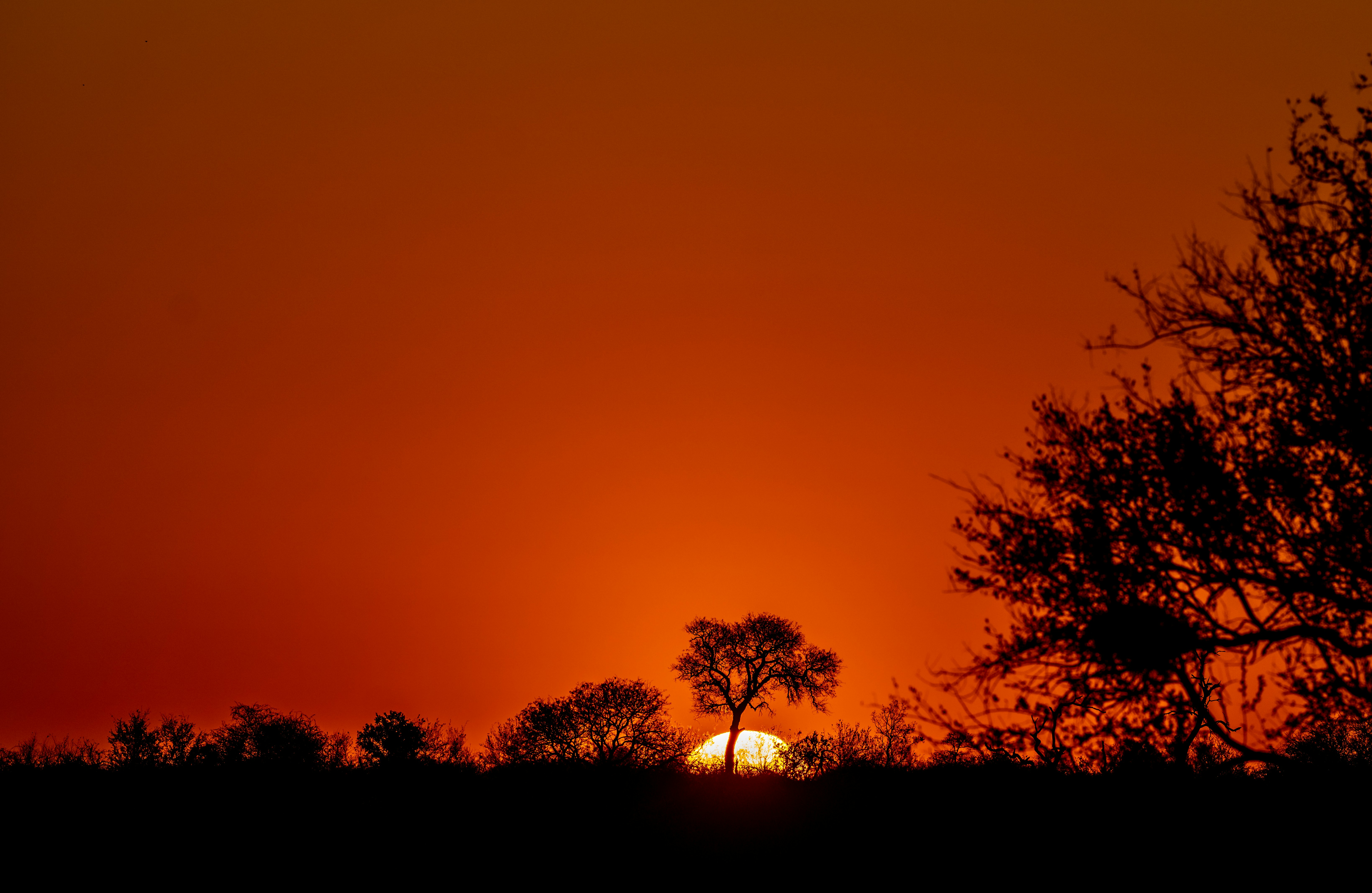 Sunlit silhouettes: a lone tree on the horizon at sunset