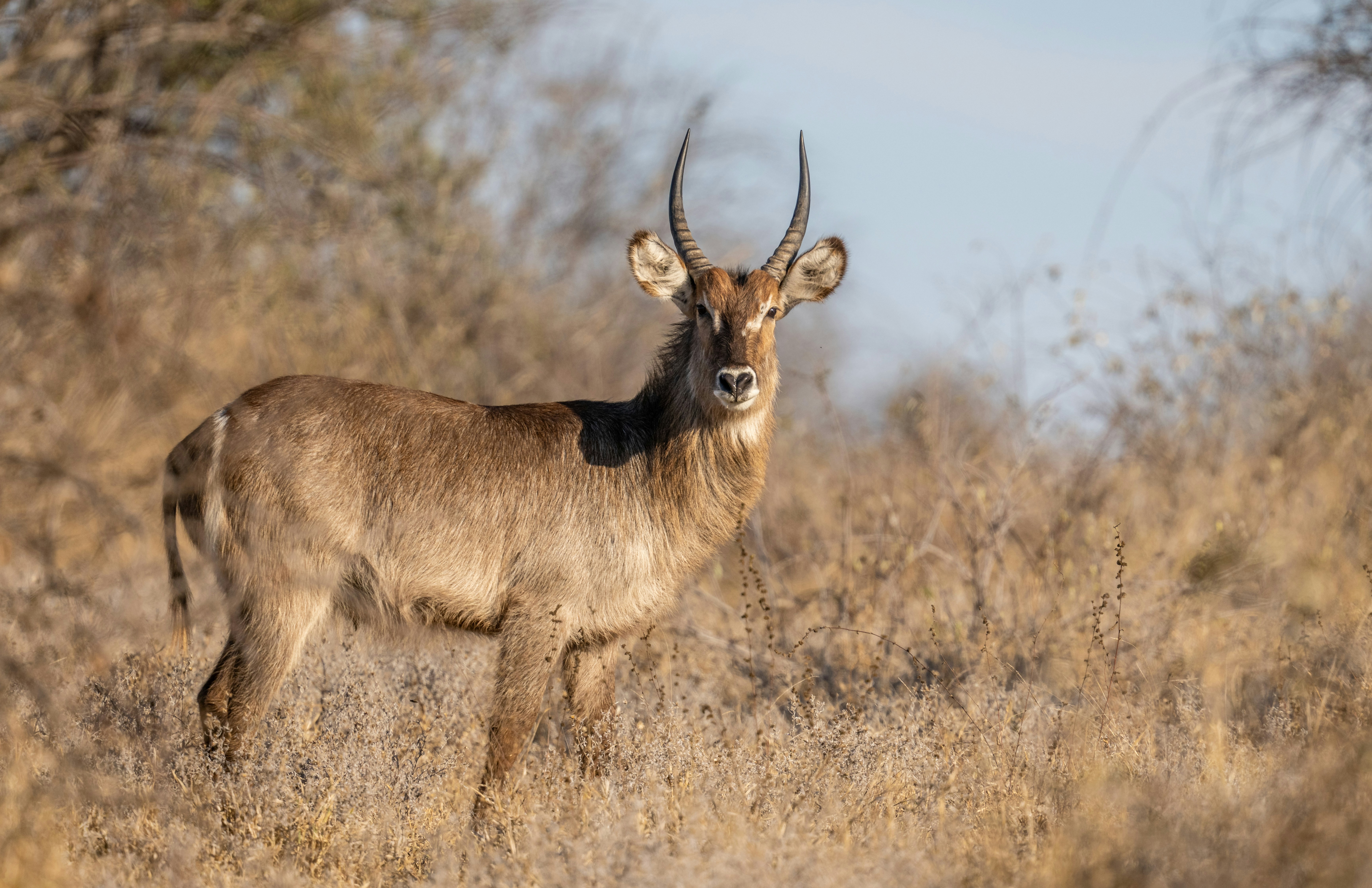 Sturdy Antlered Watcher in Dried Grass