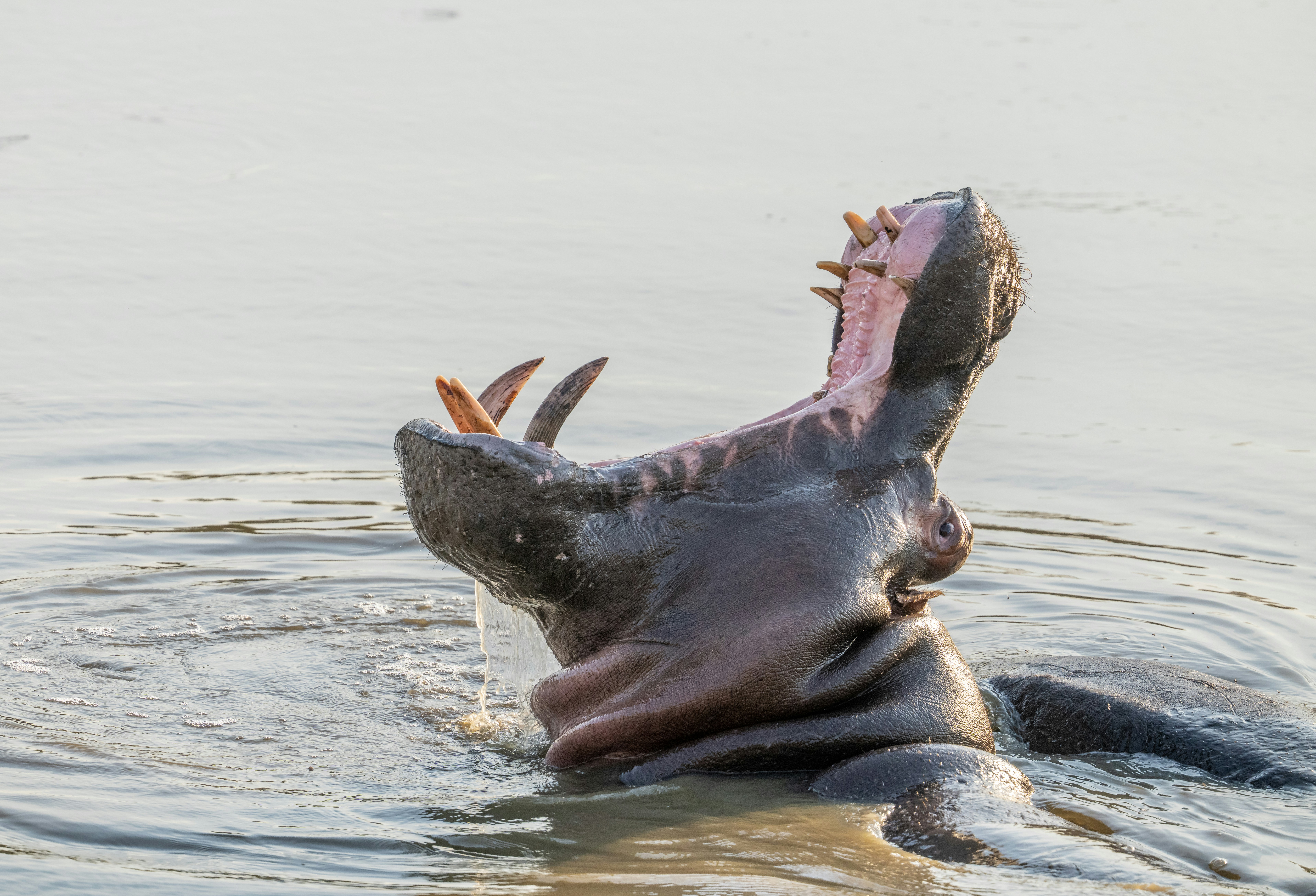 Mouth Wide Open: A Hippo’s Quiet Reveal Above the Waterline