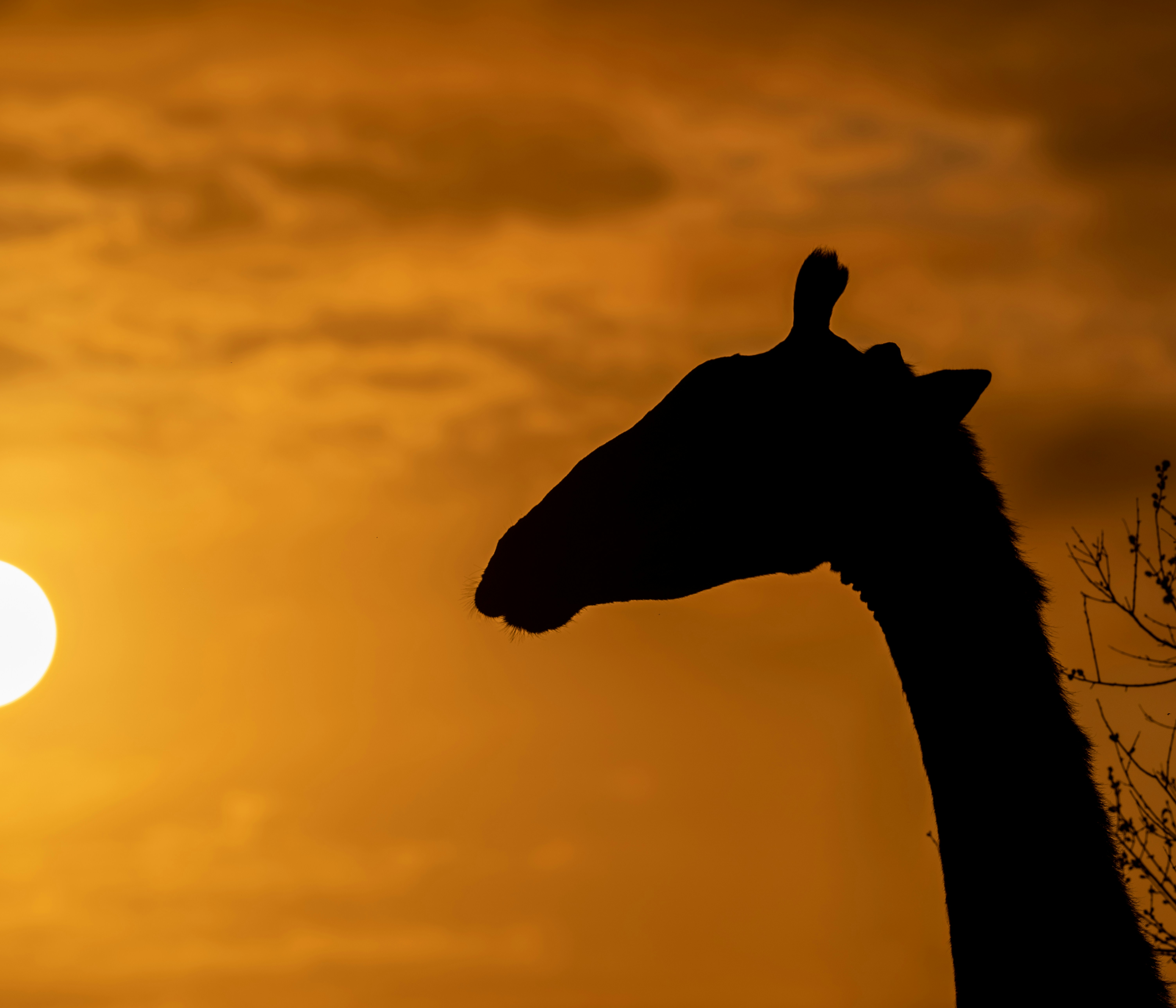 Silhouette at Sunset: Giraffe Against a Golden Horizon
