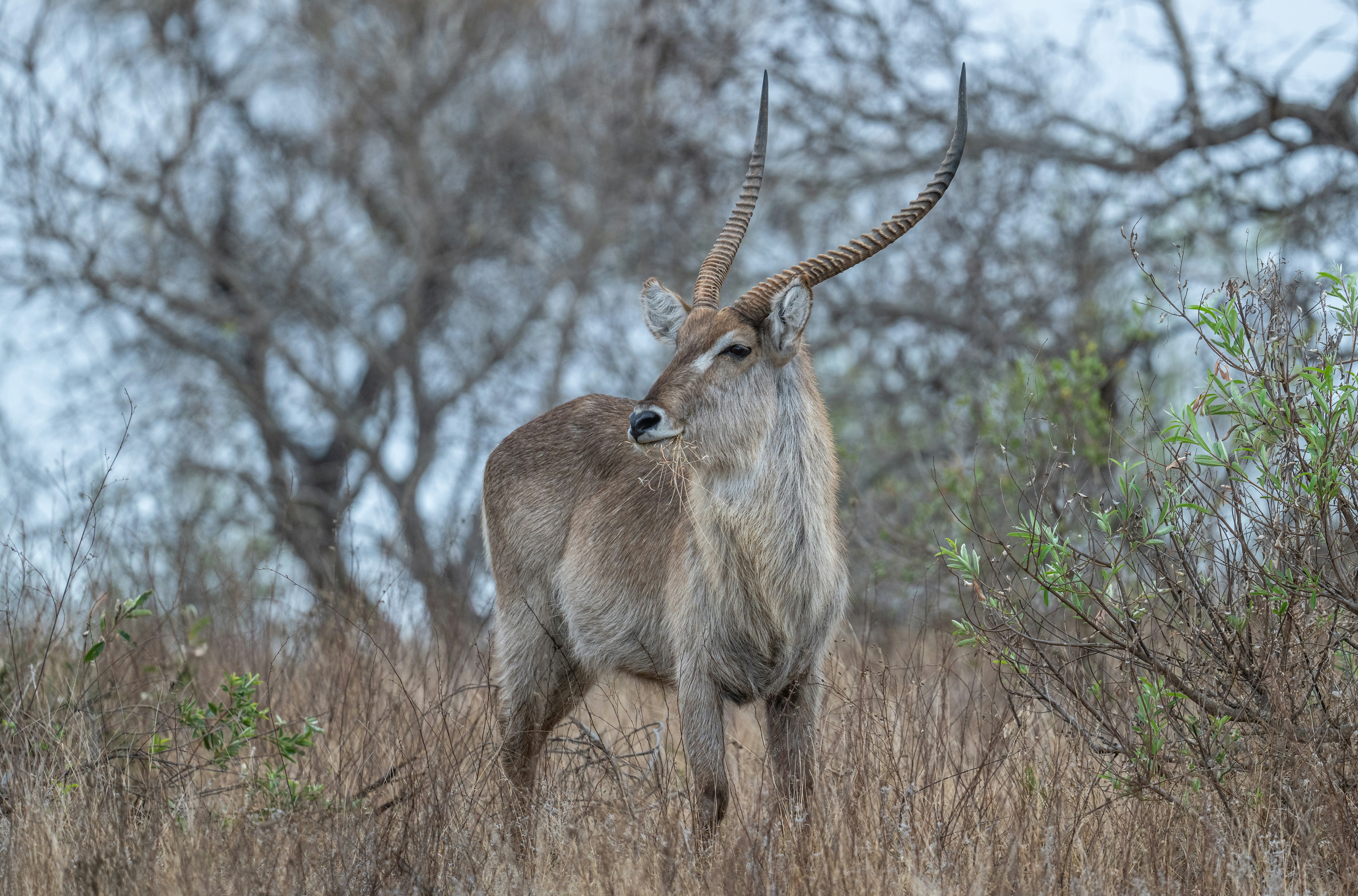 Alexandra the Antlered Watcher
