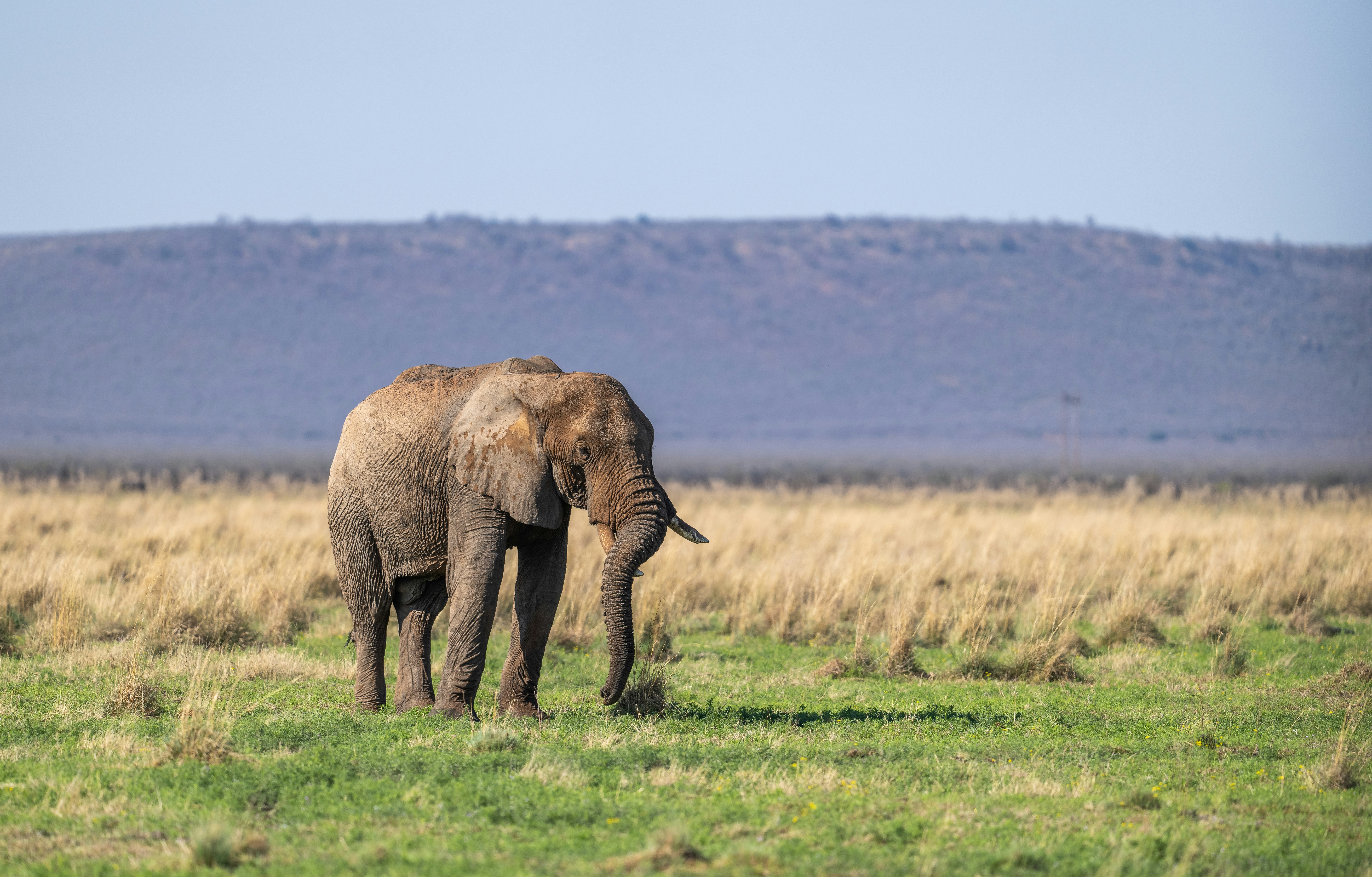 Twin Giants in Open Grass: An Intimate Serengeti Moment