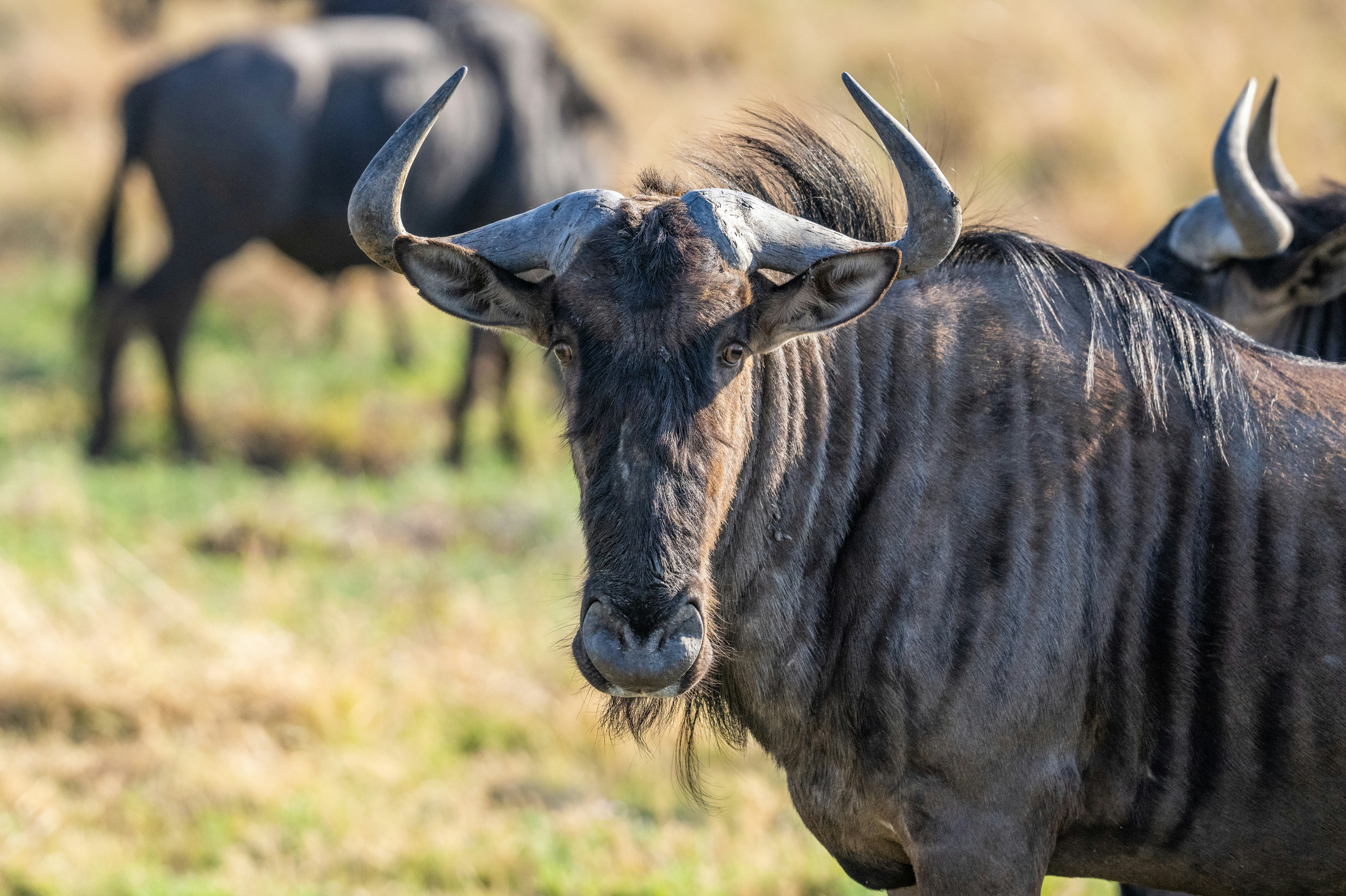 Herd Sentinel: A Close-Up of a Wildebeest in Light Agave Grass