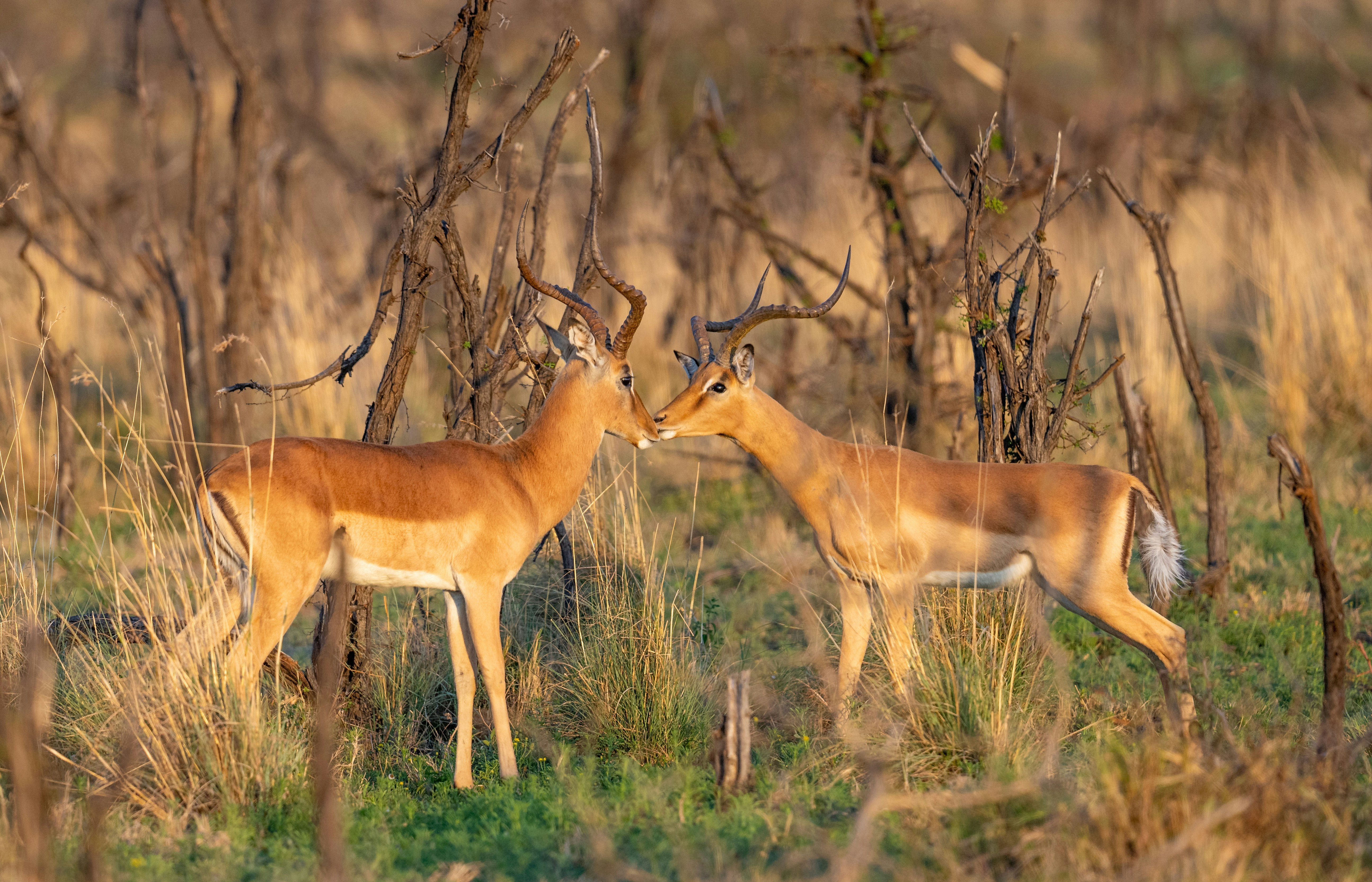 Antlered Echo: Two Antelope Meet in the Golden Grass