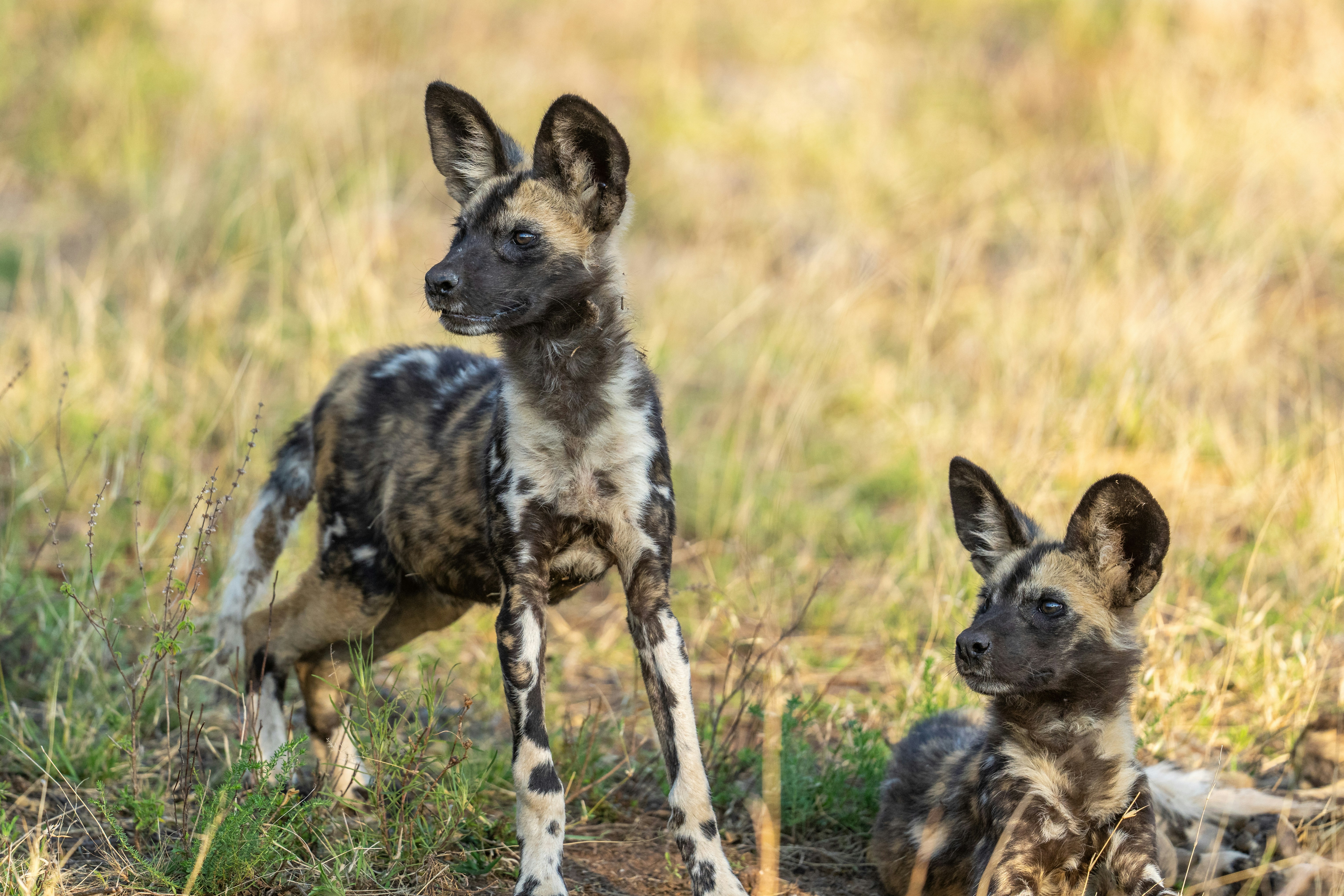 Two Dusted Dynamos: Side-View of Painted Hyenas in Sunlit Grass