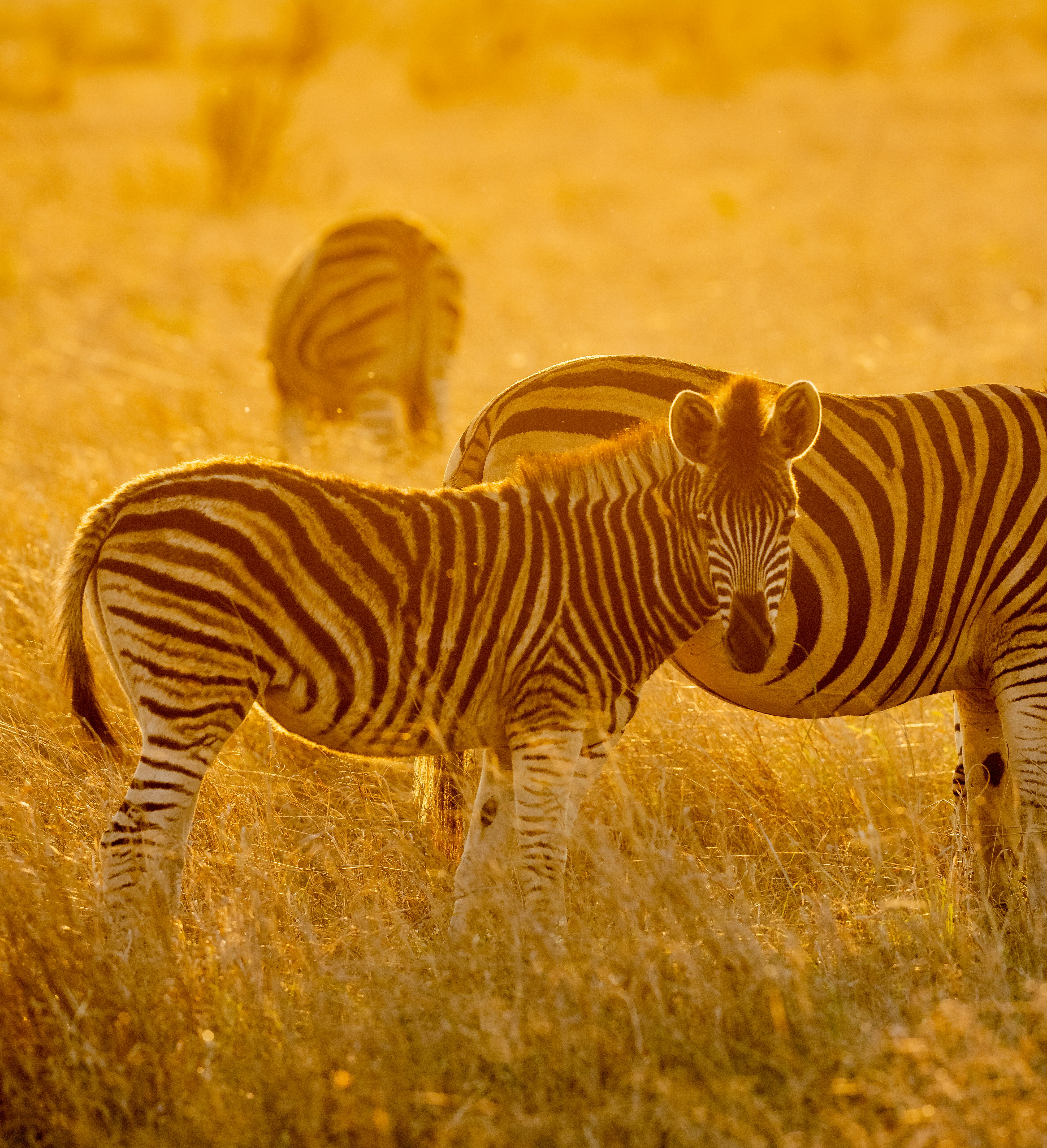 Zebras in Golden Grass: A Quiet Herd Under Desert Light