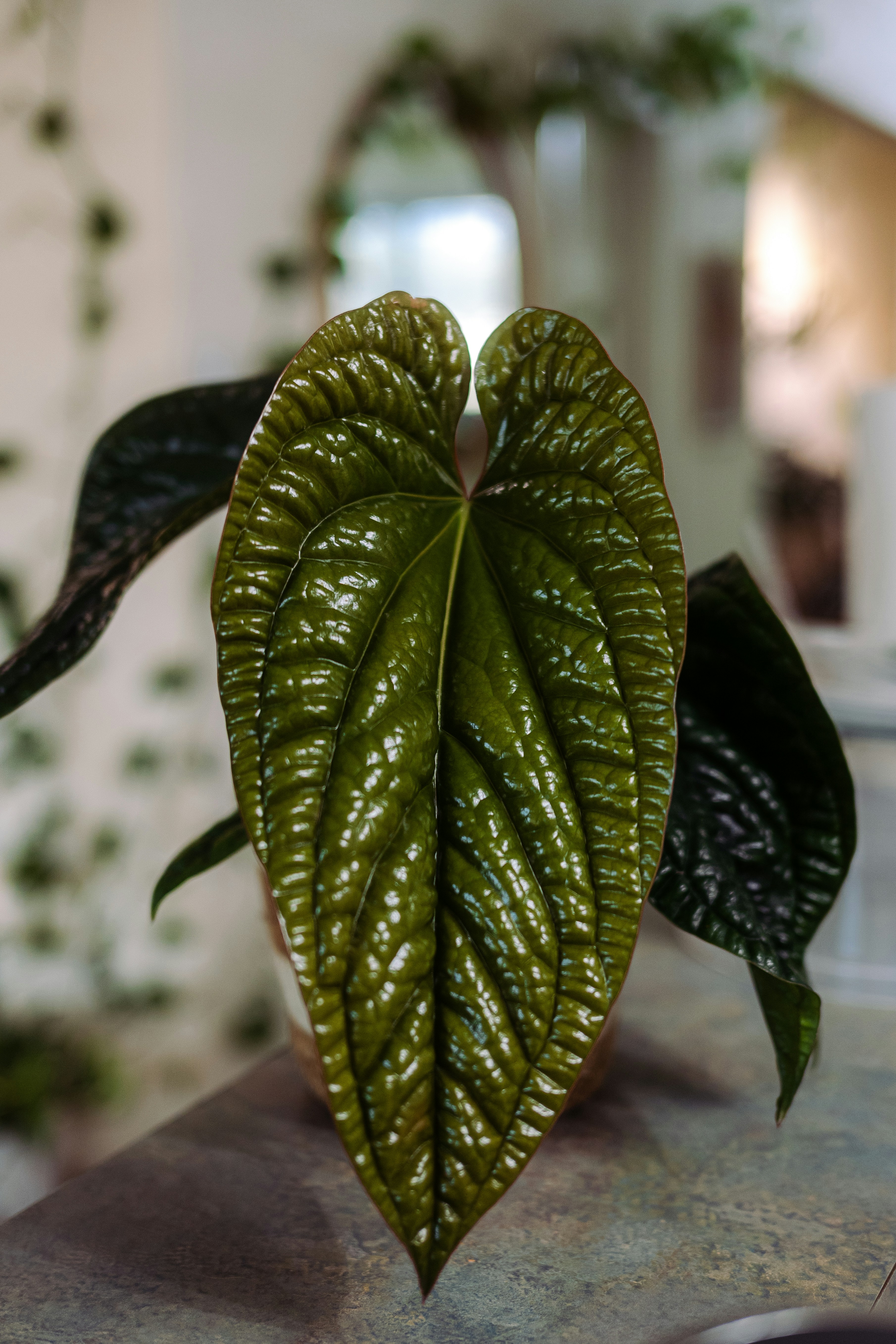 Emerald Vein: a glossy leaf portrait in a sunlit greenhouse