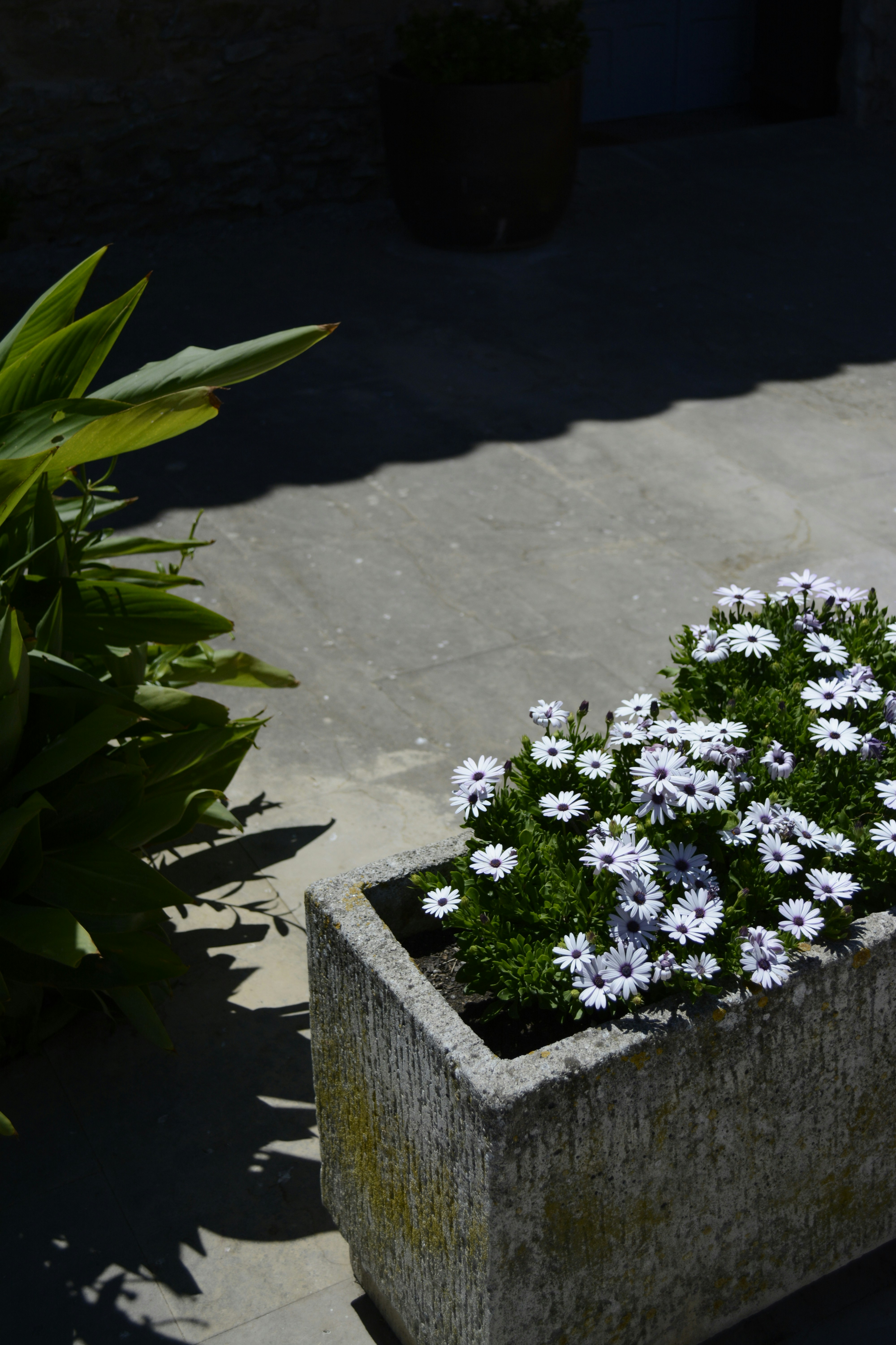 Concrete planter of white daisies catching the sun