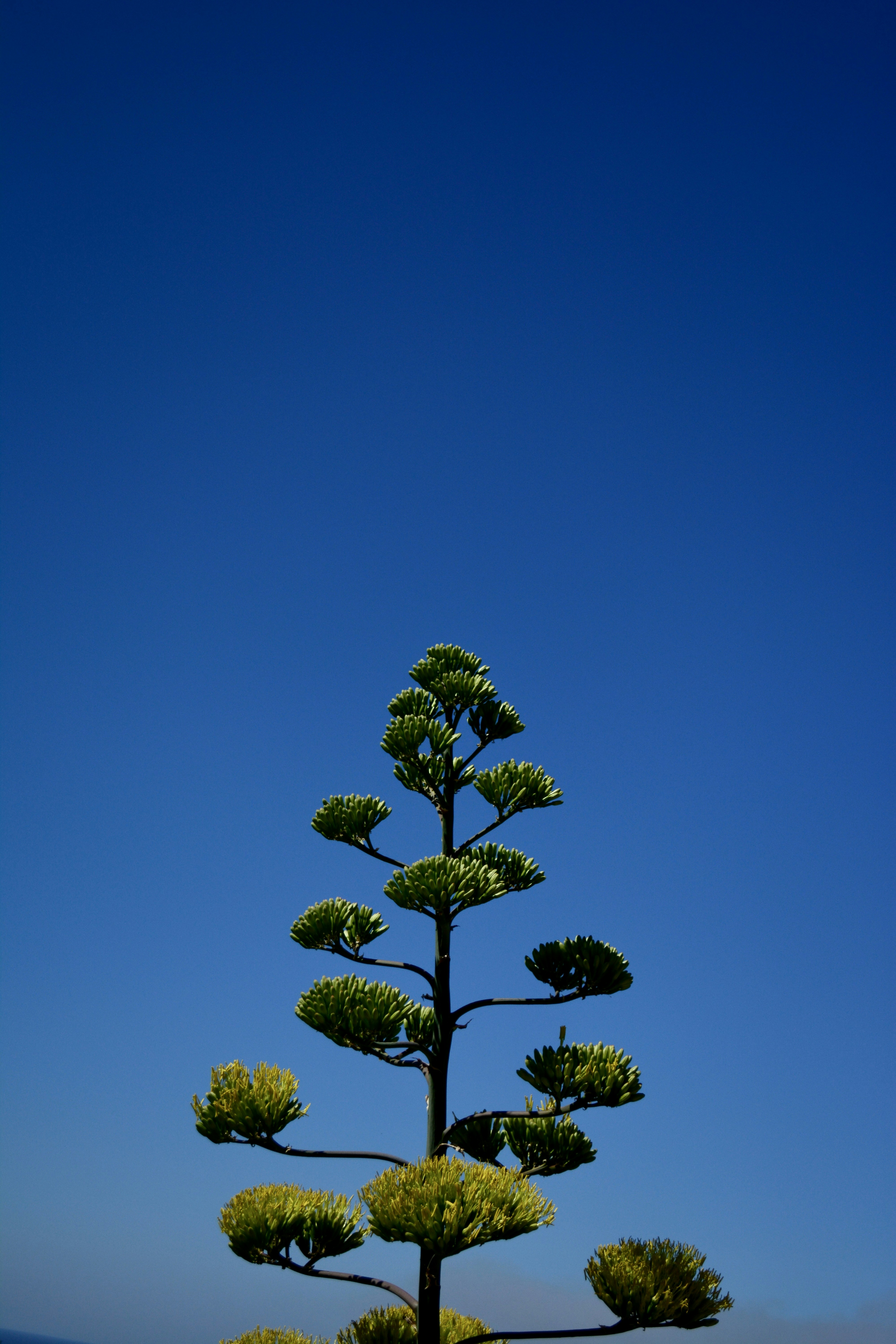 Azure Sky Sentinel: A Striped-Top Tree Reaching Toward the Horizon