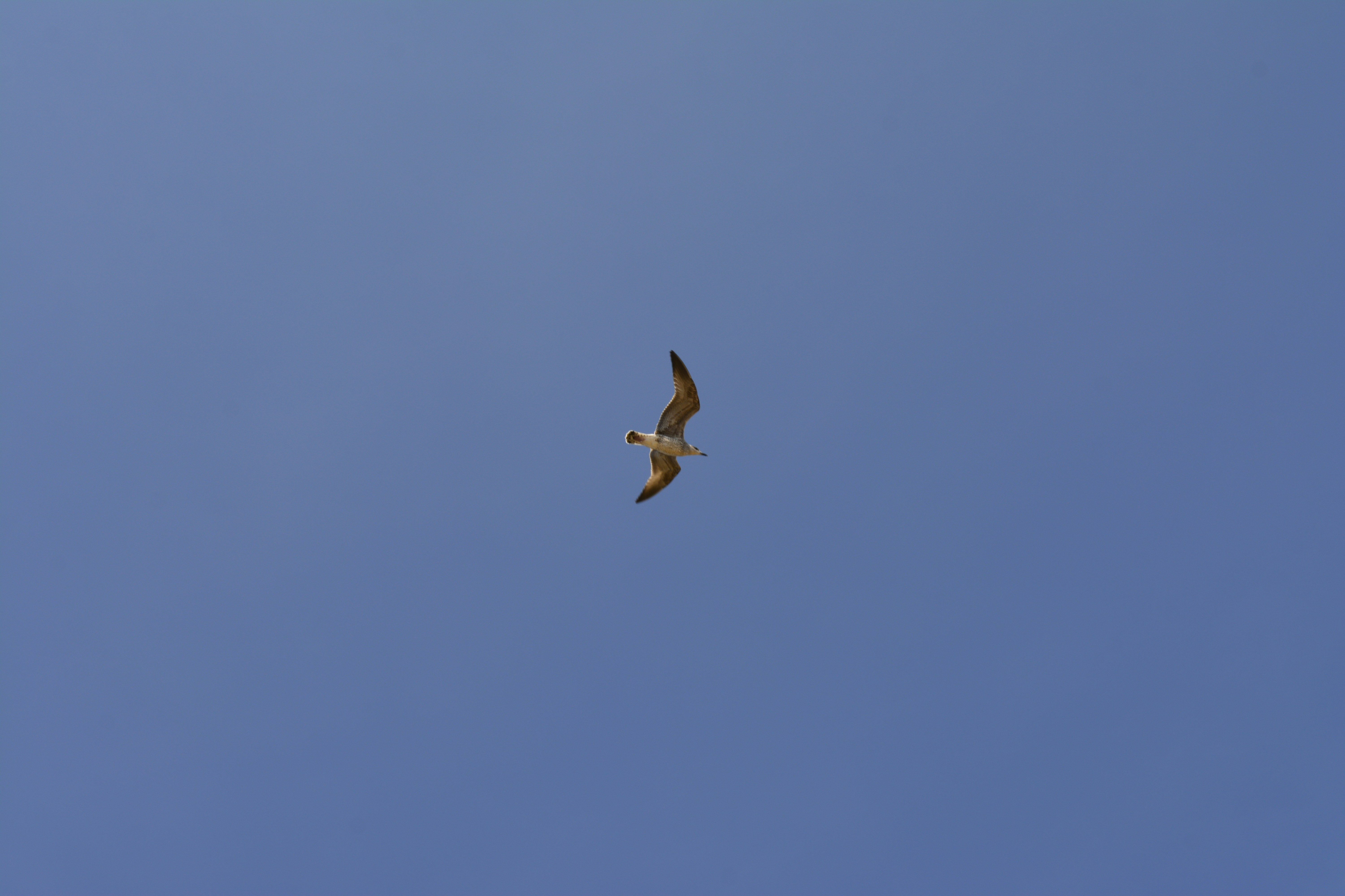 Solo gull gliding against a clear blue expanse
