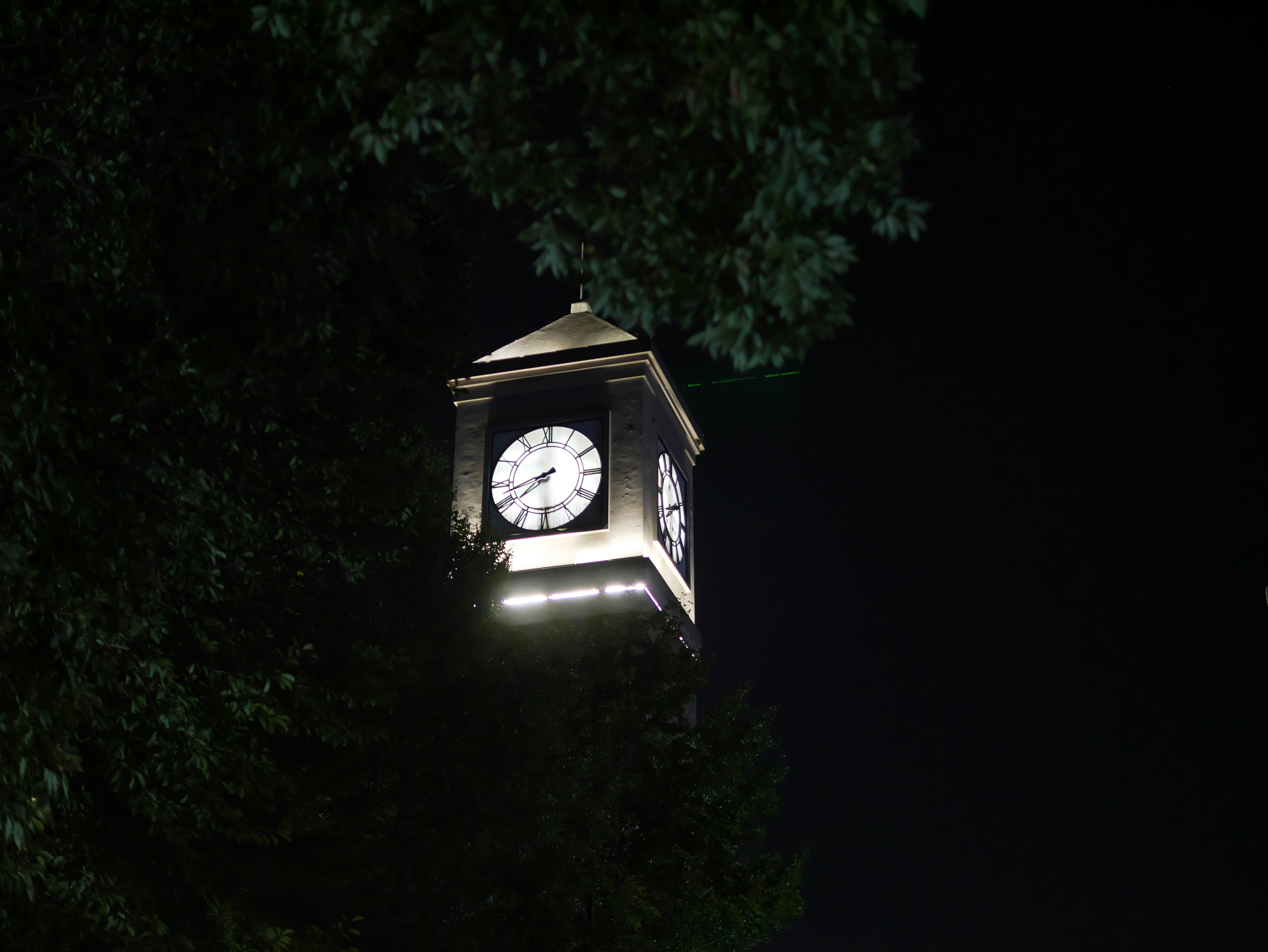 Nighttime Clocktower Emerges from Shadowed Foliage
