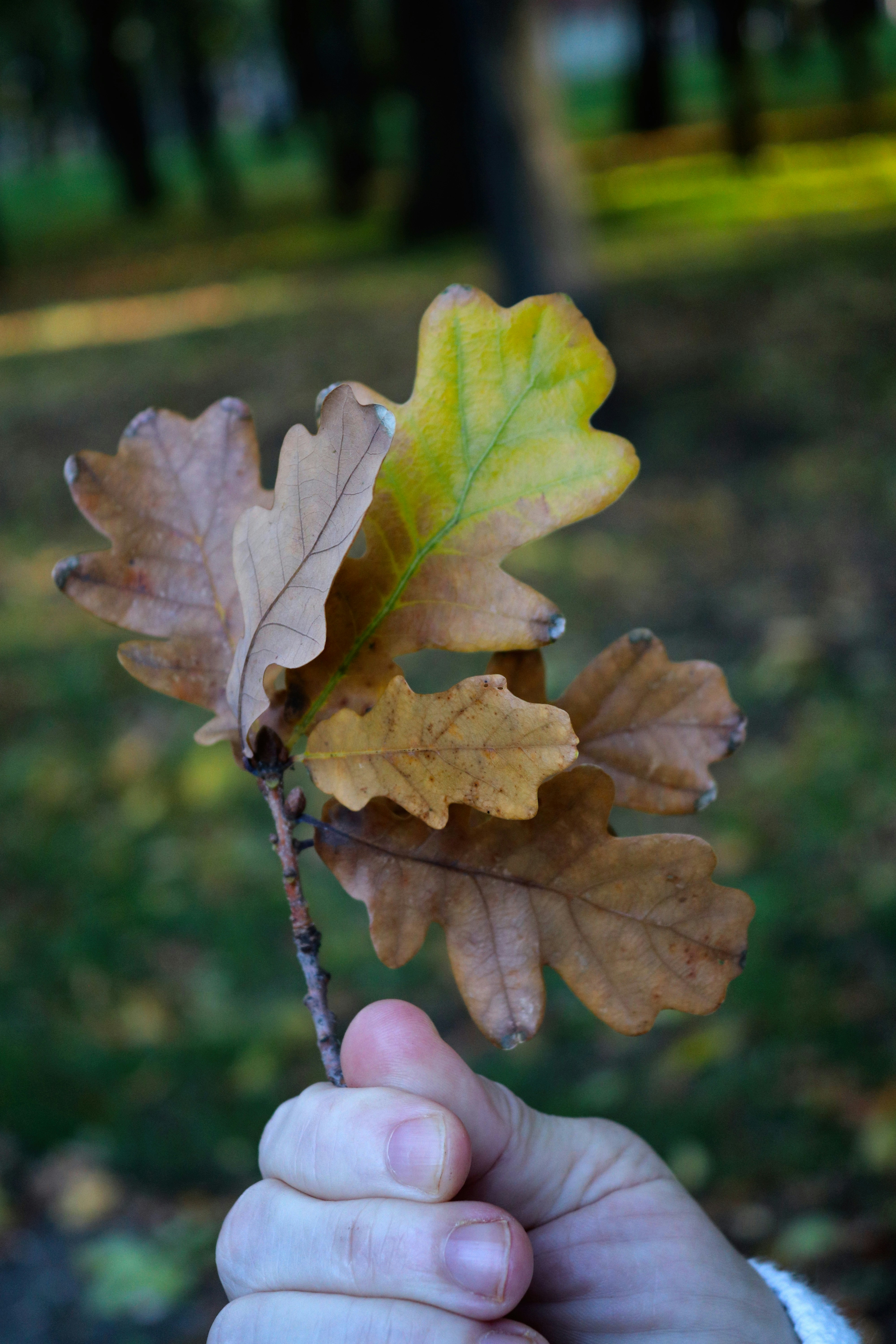 Handful of Autumn: A Oak Leaf Quartet in Focus