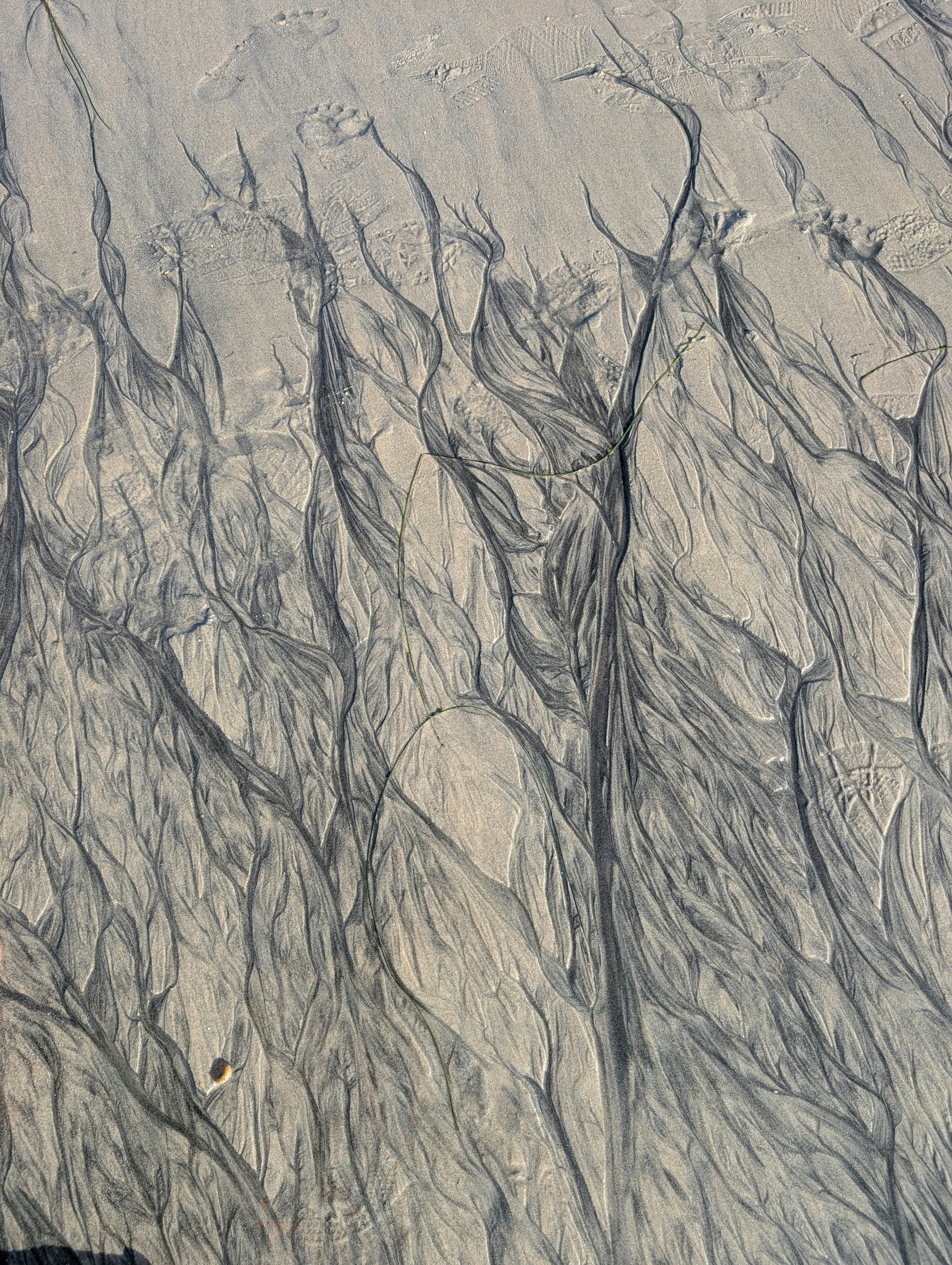 Veil of Veins: A Textured Field of Ice and Shadows