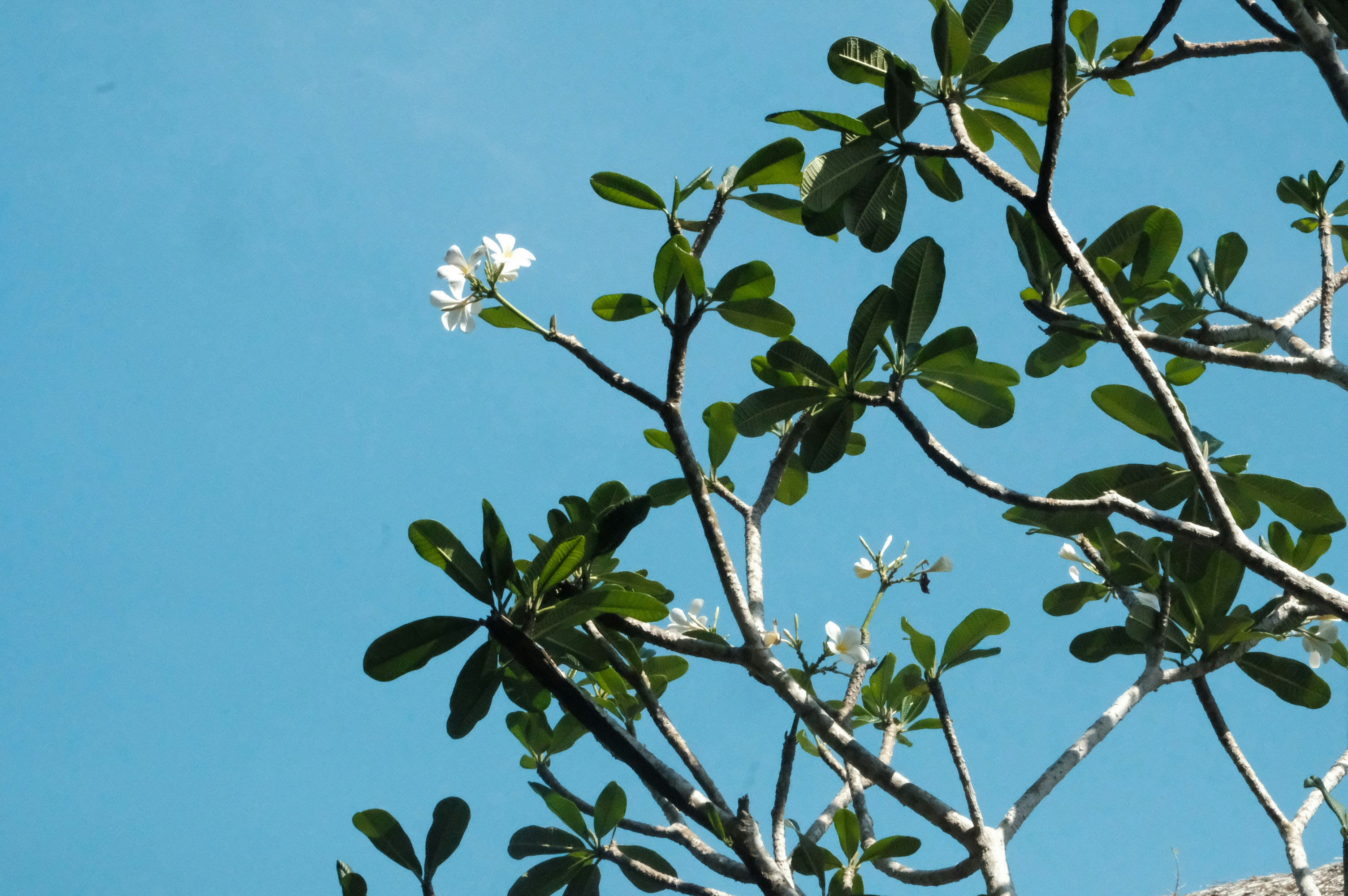 Branching Skyward: A Small Blossom Against Clear Blue