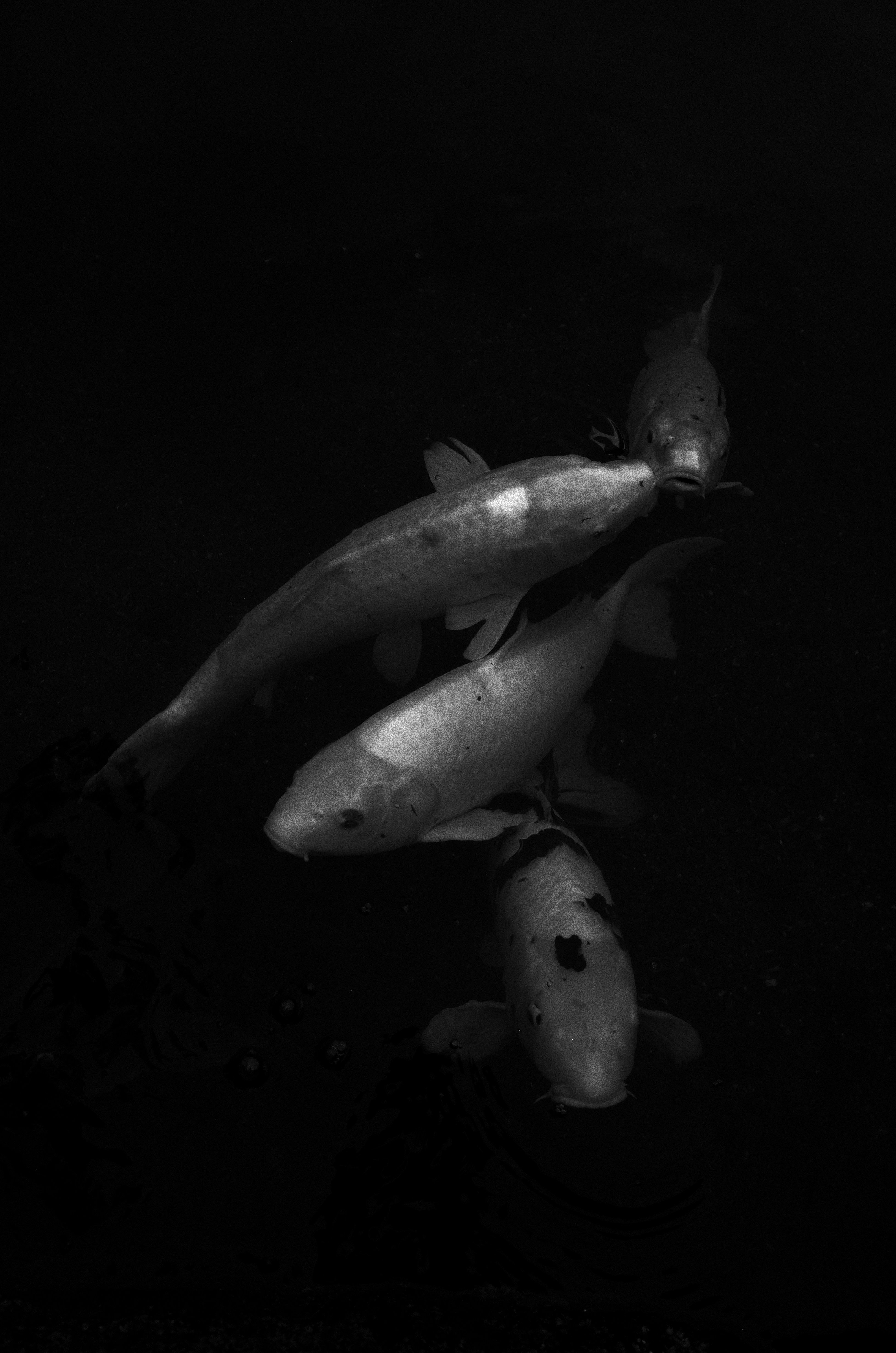 Koi in Silence: A Submerged Circle of Light