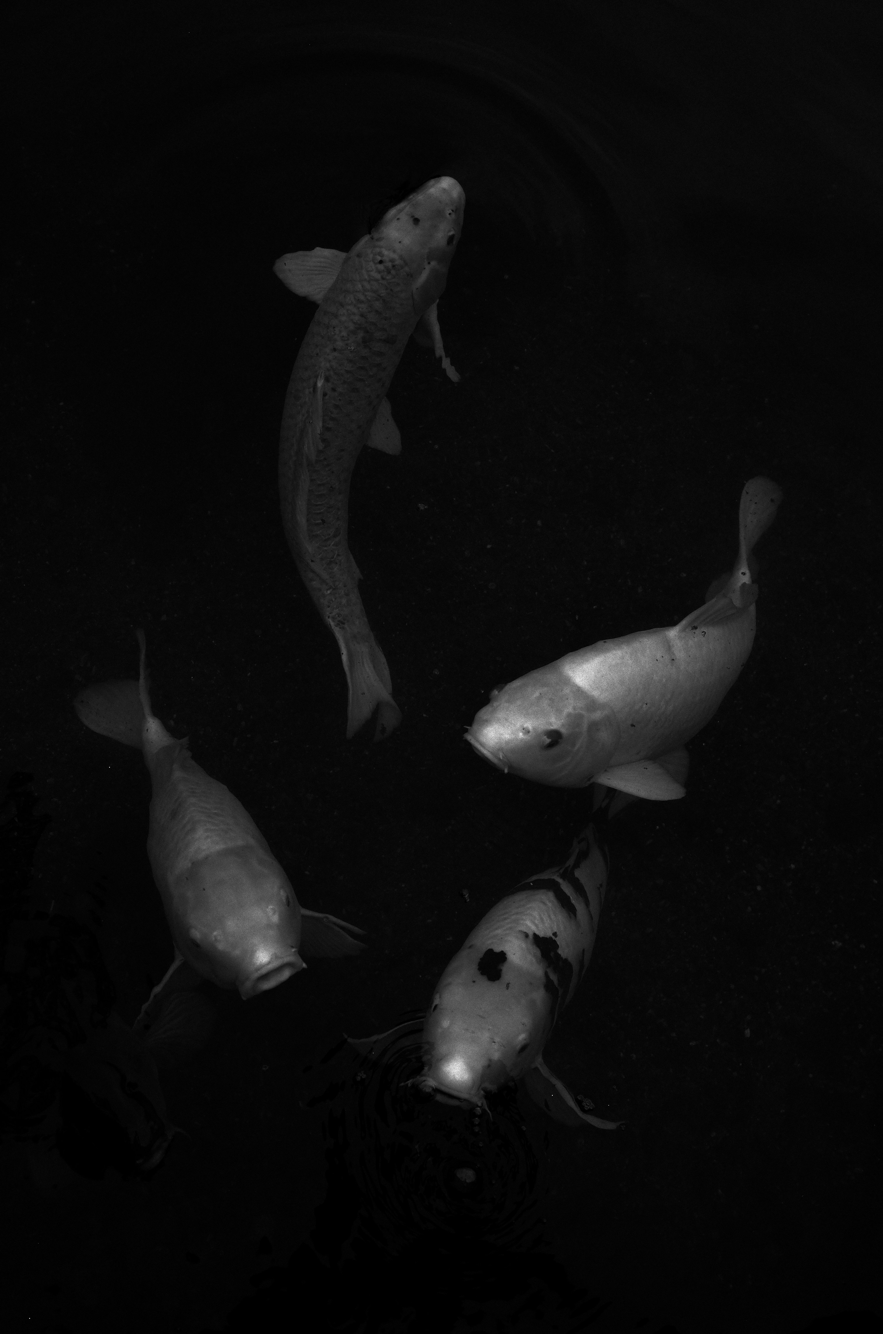 Koi Circle: Four Fish Glide in Quiet Dark