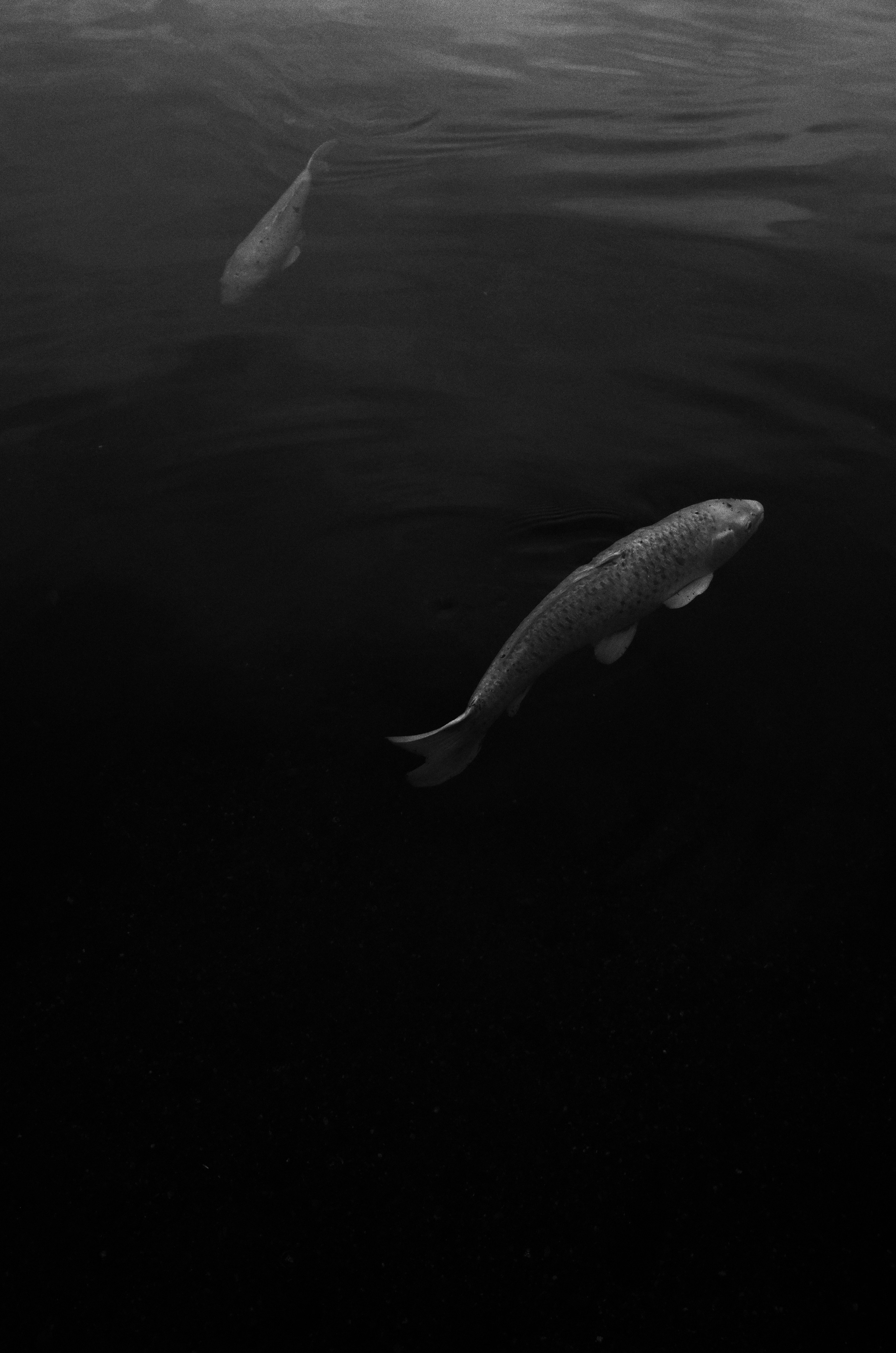 Two koi drifting through a midnight tide