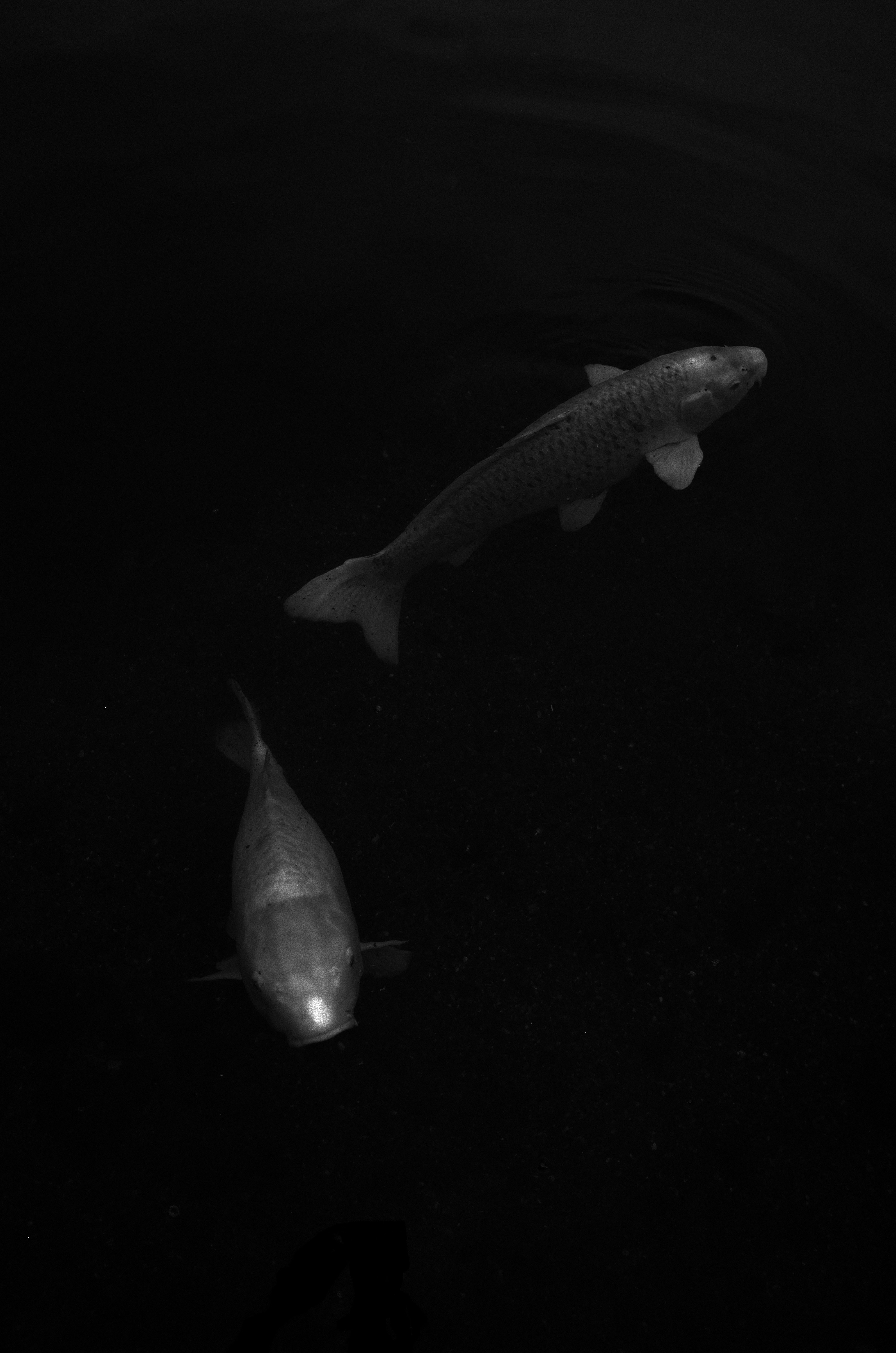 Two koi glide through dark water, their bodies illuminated by subtle light, creating a quiet, contemplative scene featuring living movement in shadowed depths.