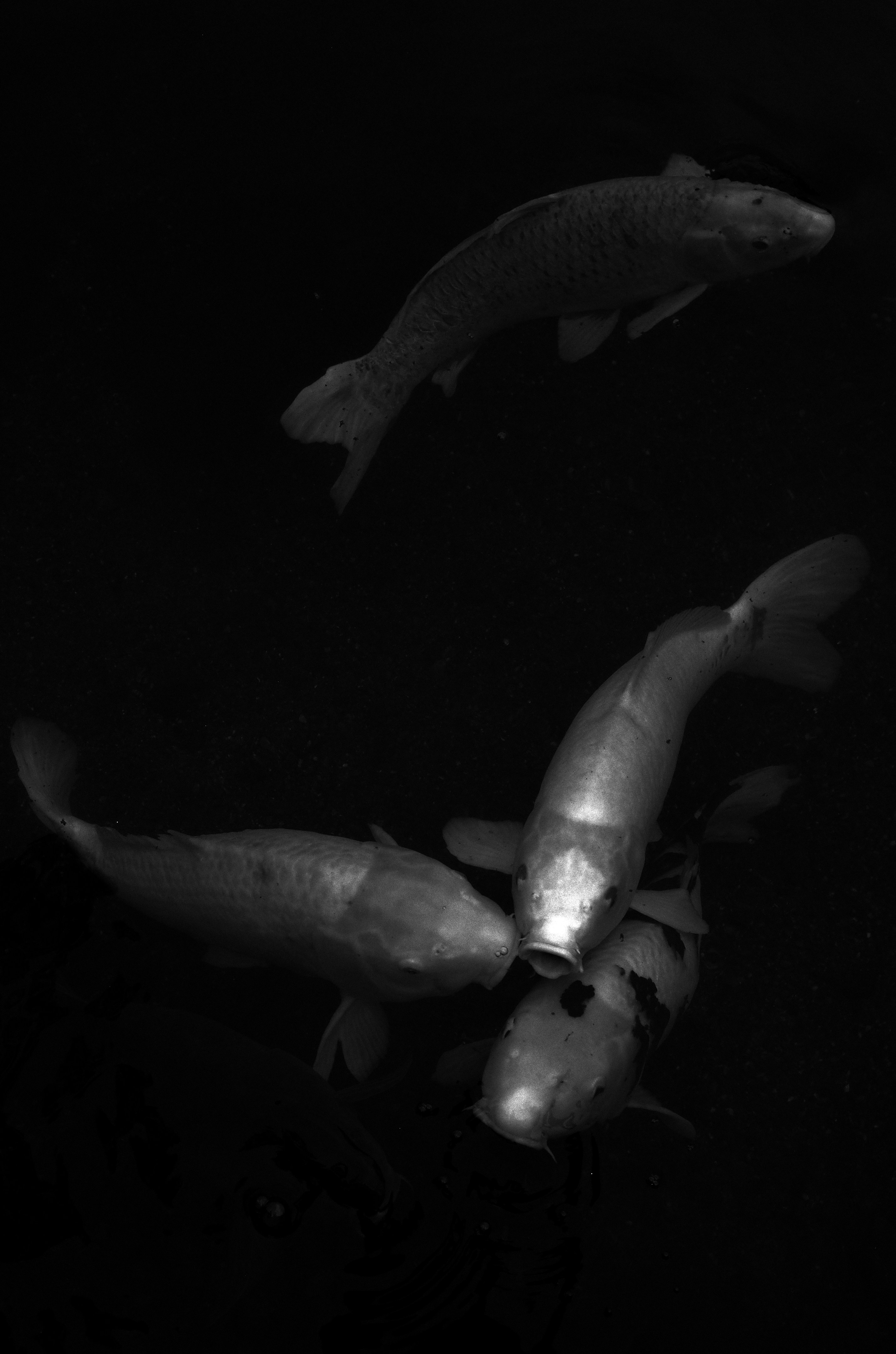 Moonlit Circle: Koi Echoes in Dark Water