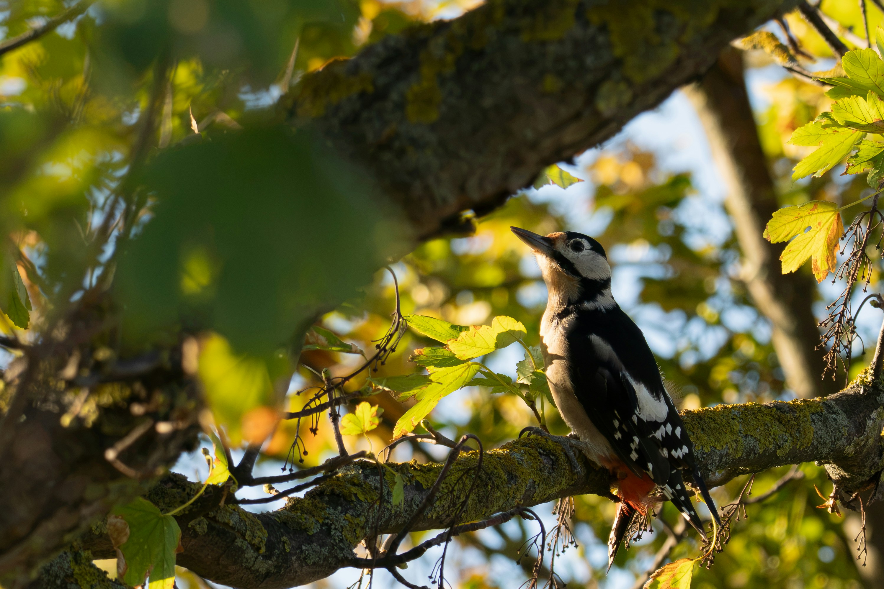 Songbird in dappled light: a black-and-white woodpecker perched on a sunlit branch