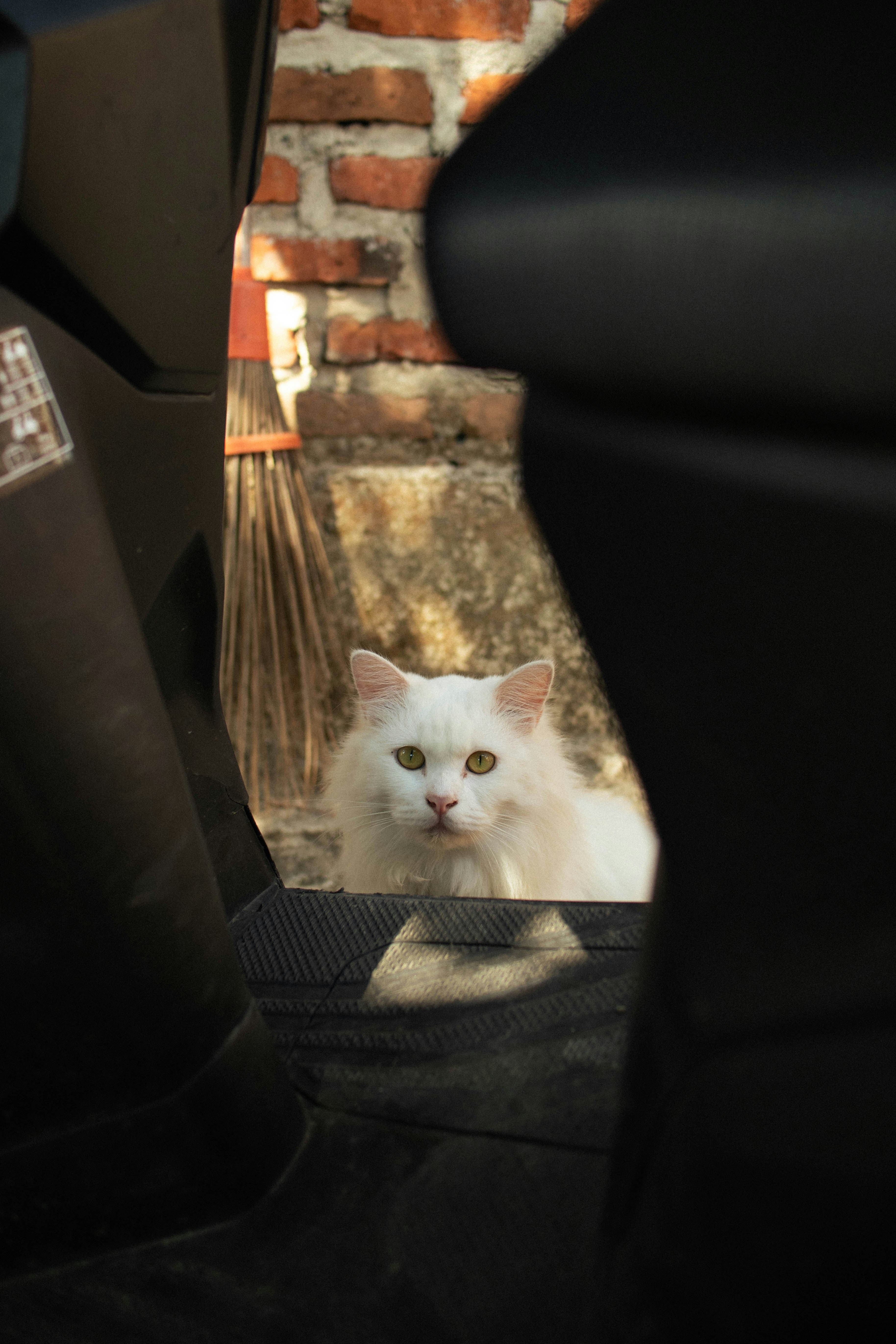 White猫 in a Narrow Frame: A Cat Peeks from Between Vehicle and Wall