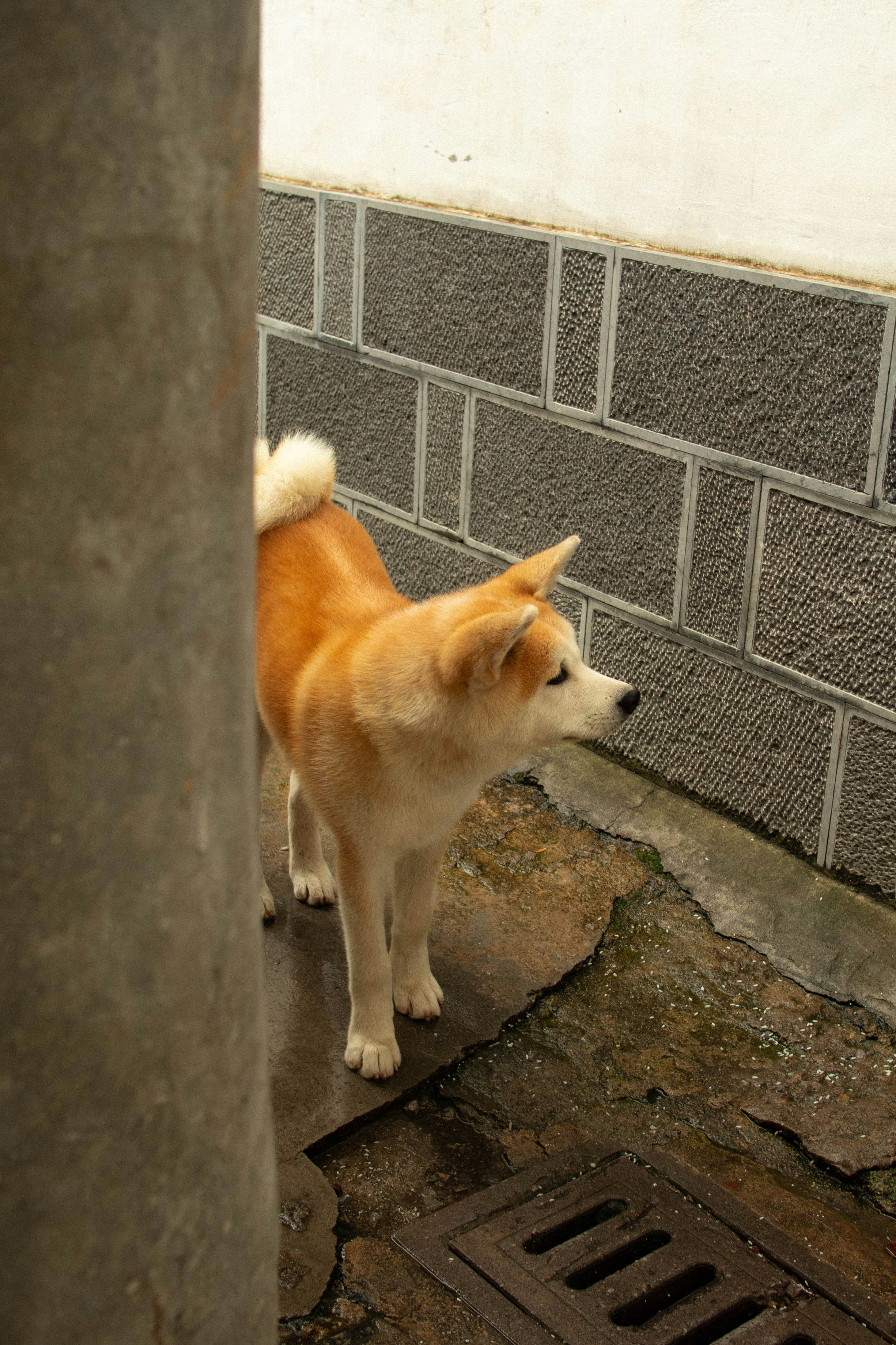 Shiba at the Corner Entrance