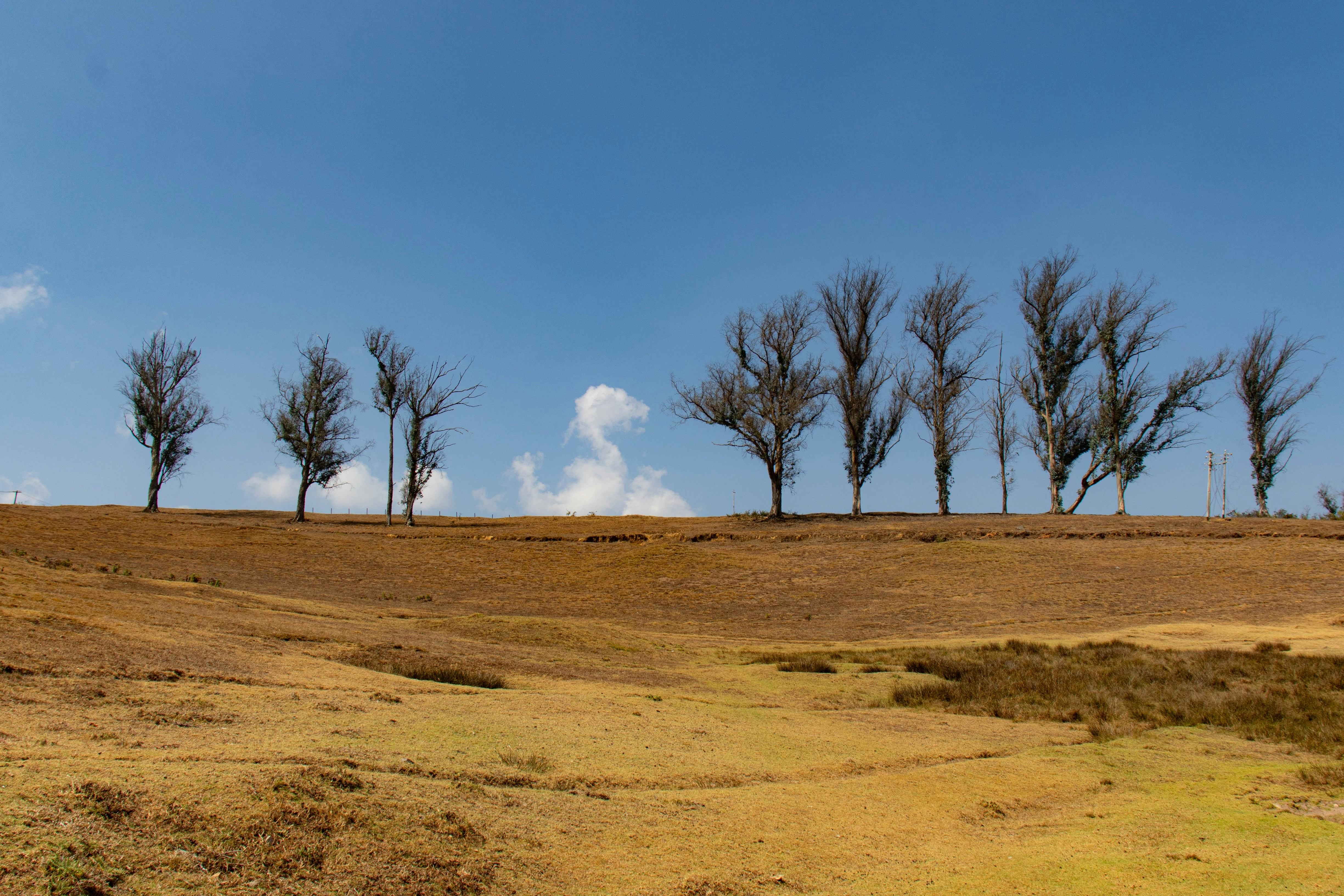 Row of wind-sculpted trees on a sunlit hillside under a clear blue sky