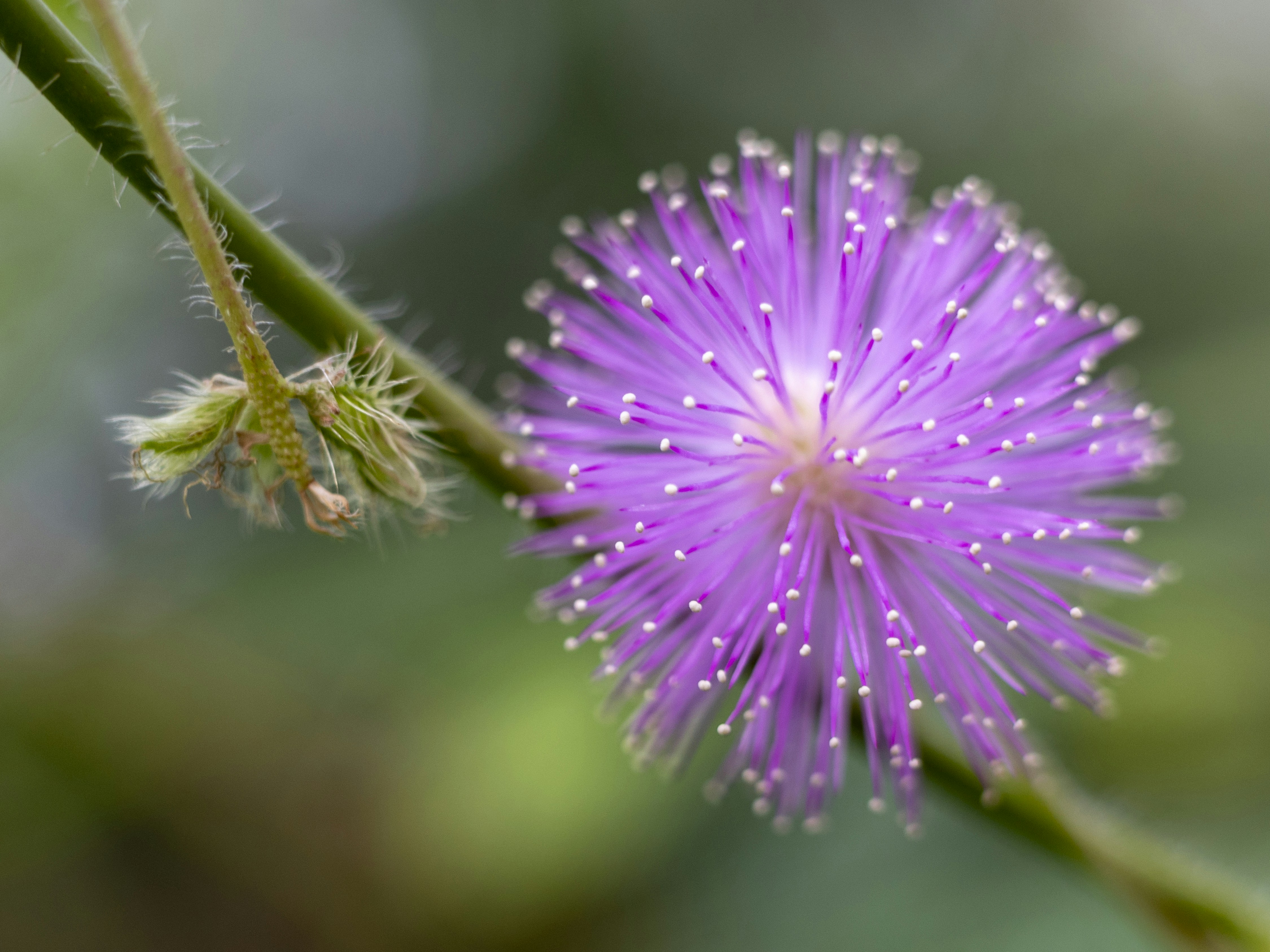 Bright purple flower head with radiating filament-like petals on a thorny stem, softly blurred green background.