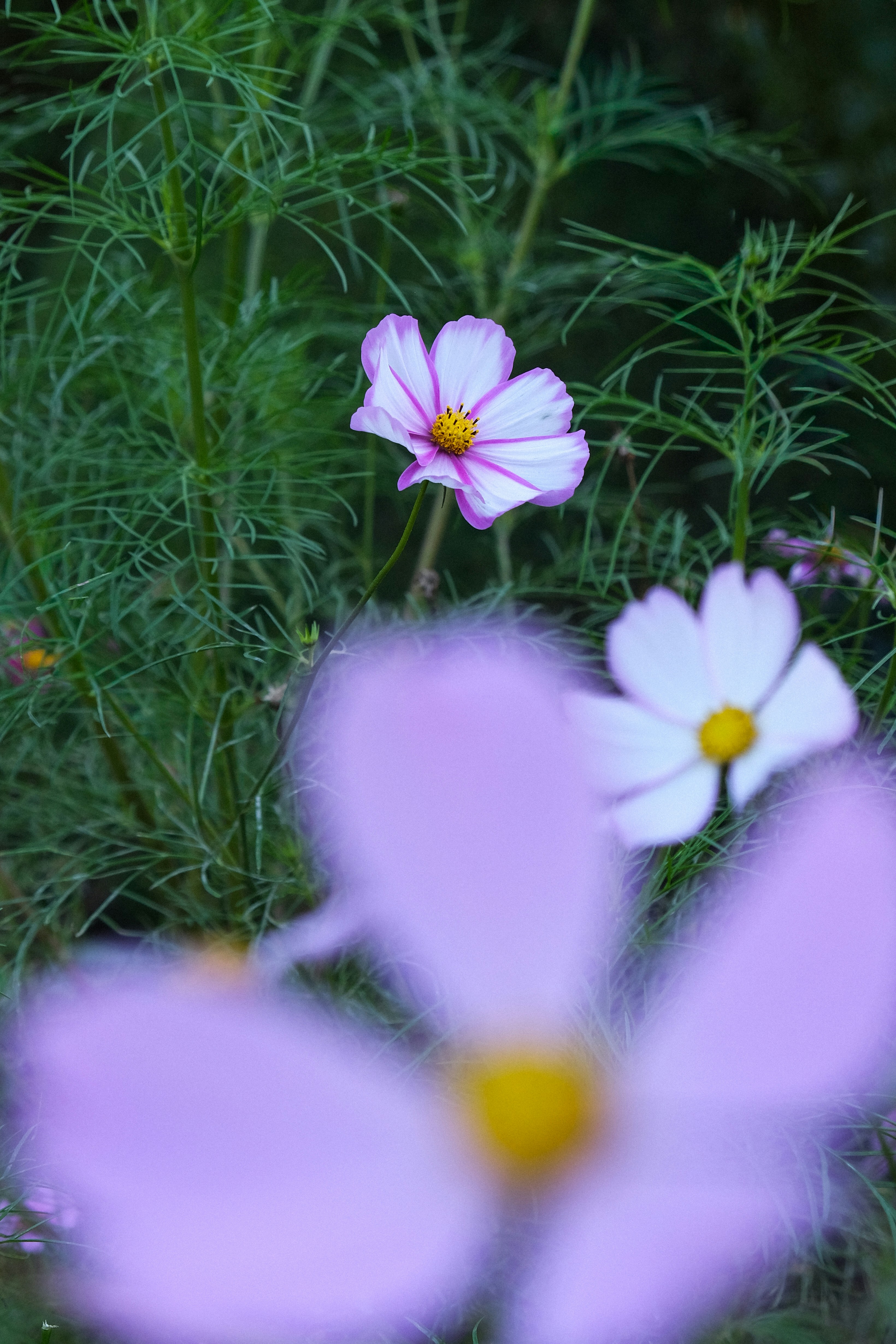 Petal Spotlight: A Pink Cosmos Among Green Threads
