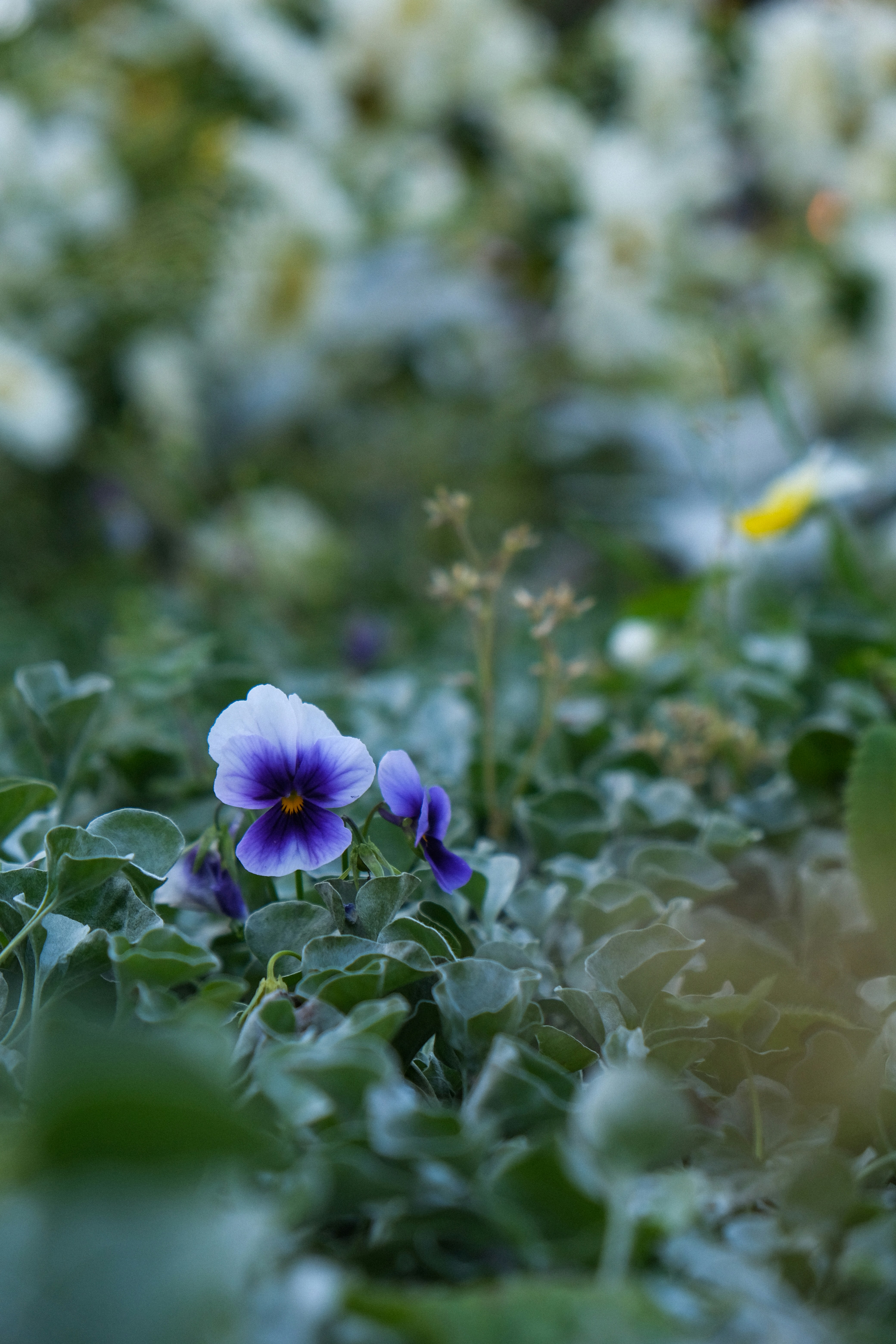 Purple Viola in a Whisper of Green