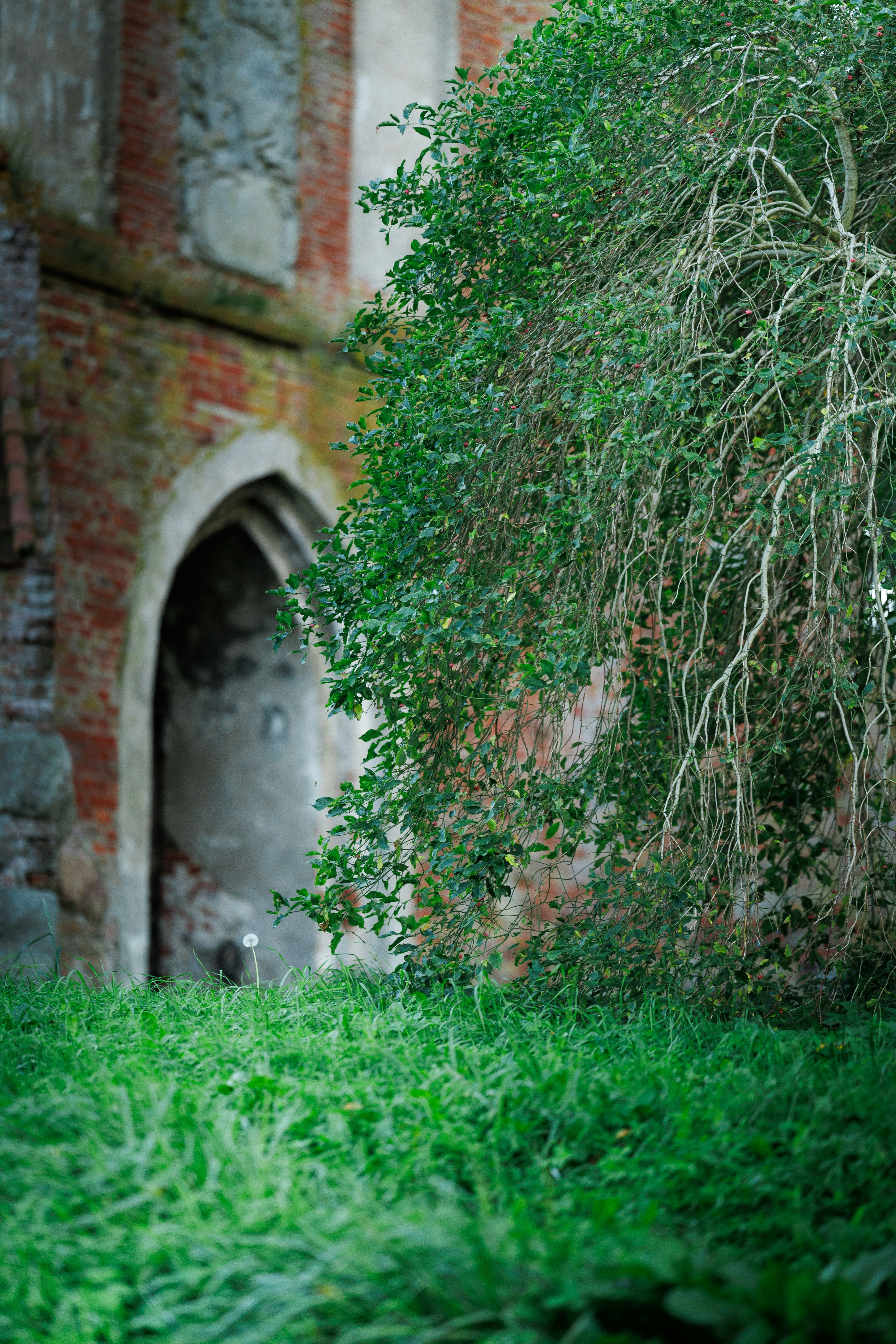 Untamed Green Veil over a Bricked Archway