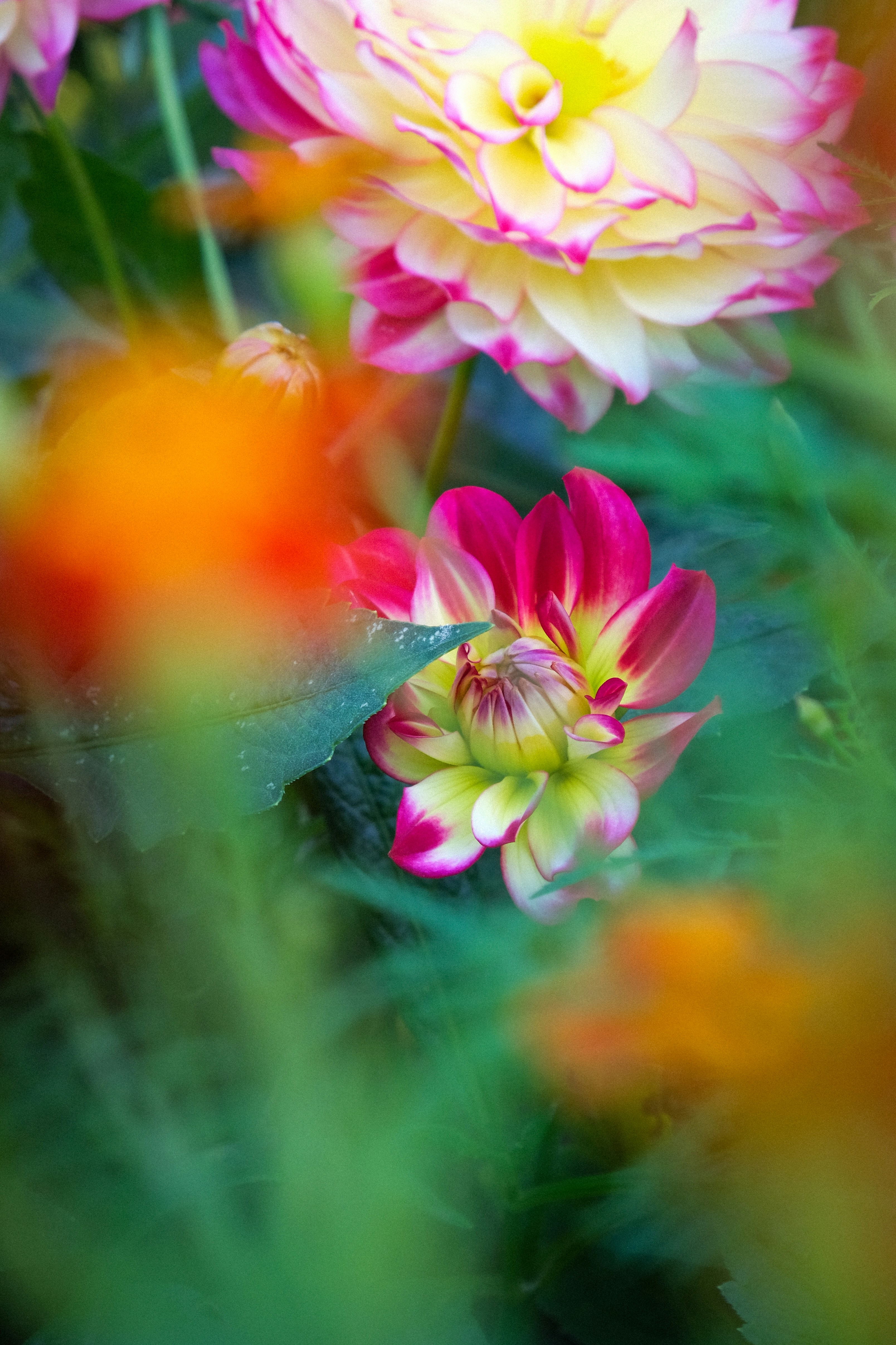 Vivid Blooms in Soft Focus: A Colorful Garden Tease