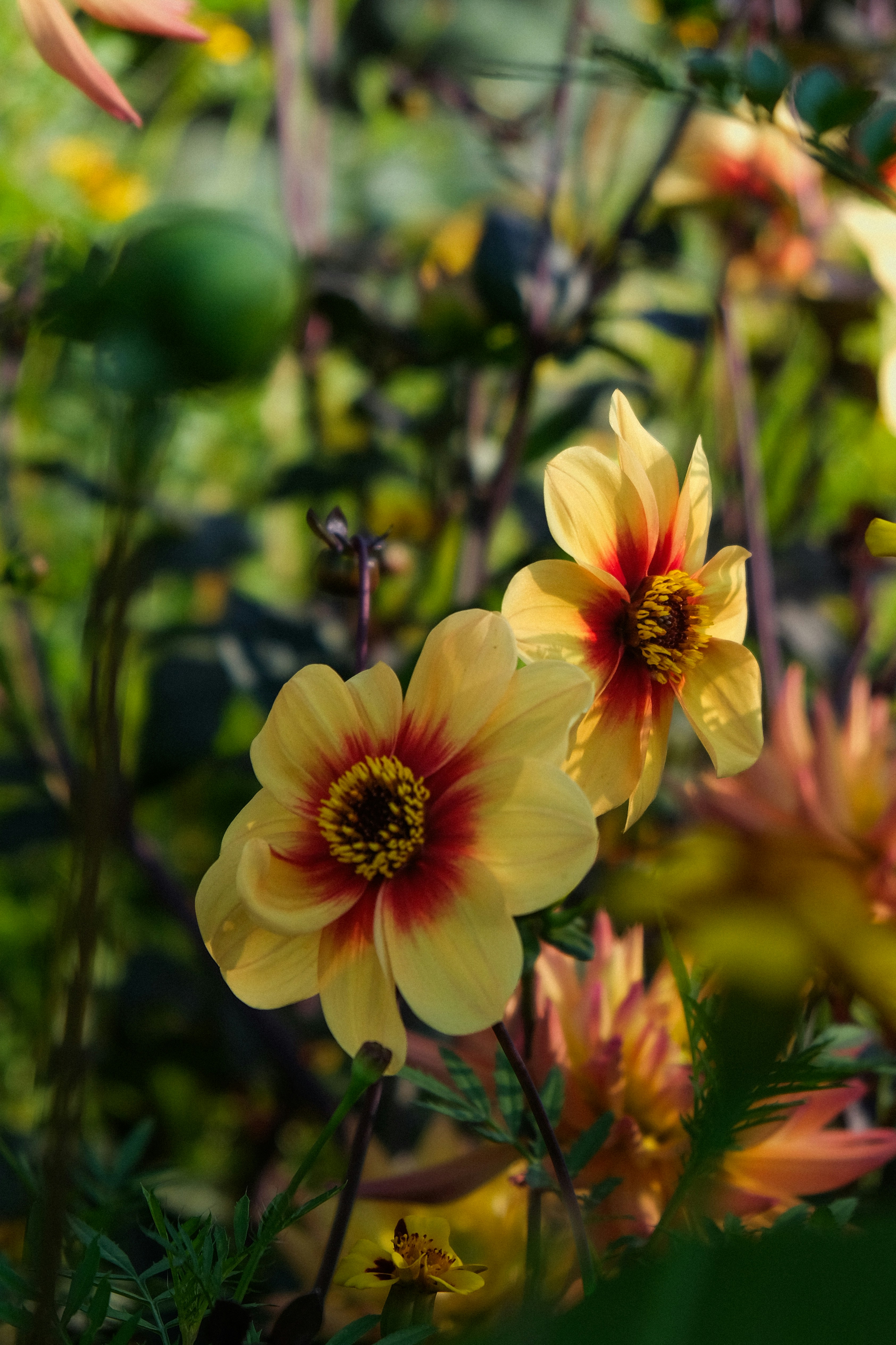 Sunlit Dahlia Duo: Soft Focus Centered on Warm Central Blossoms